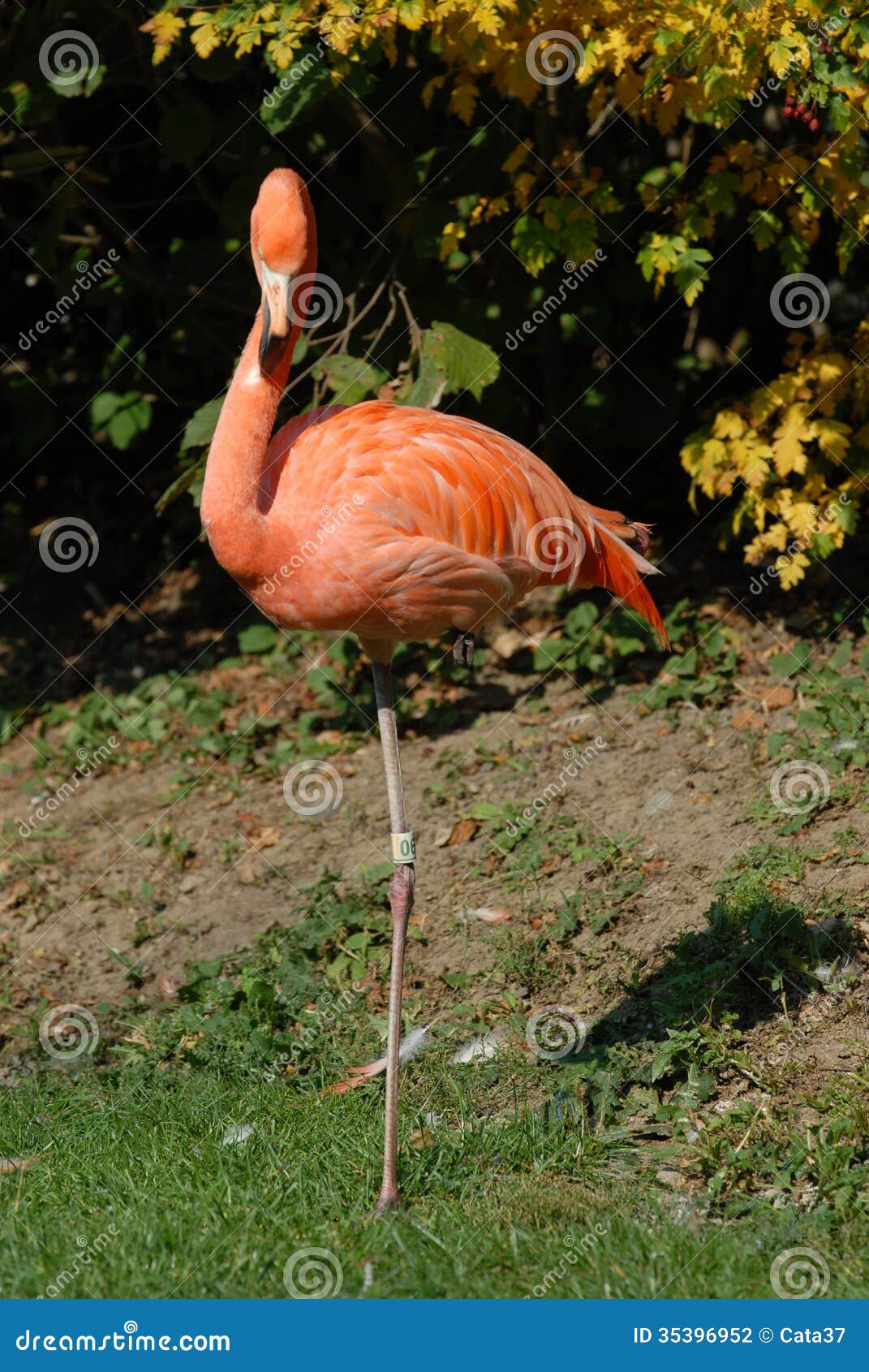 Flamingo stock photo. Image of animal, group, flock, horizontal - 35396952
