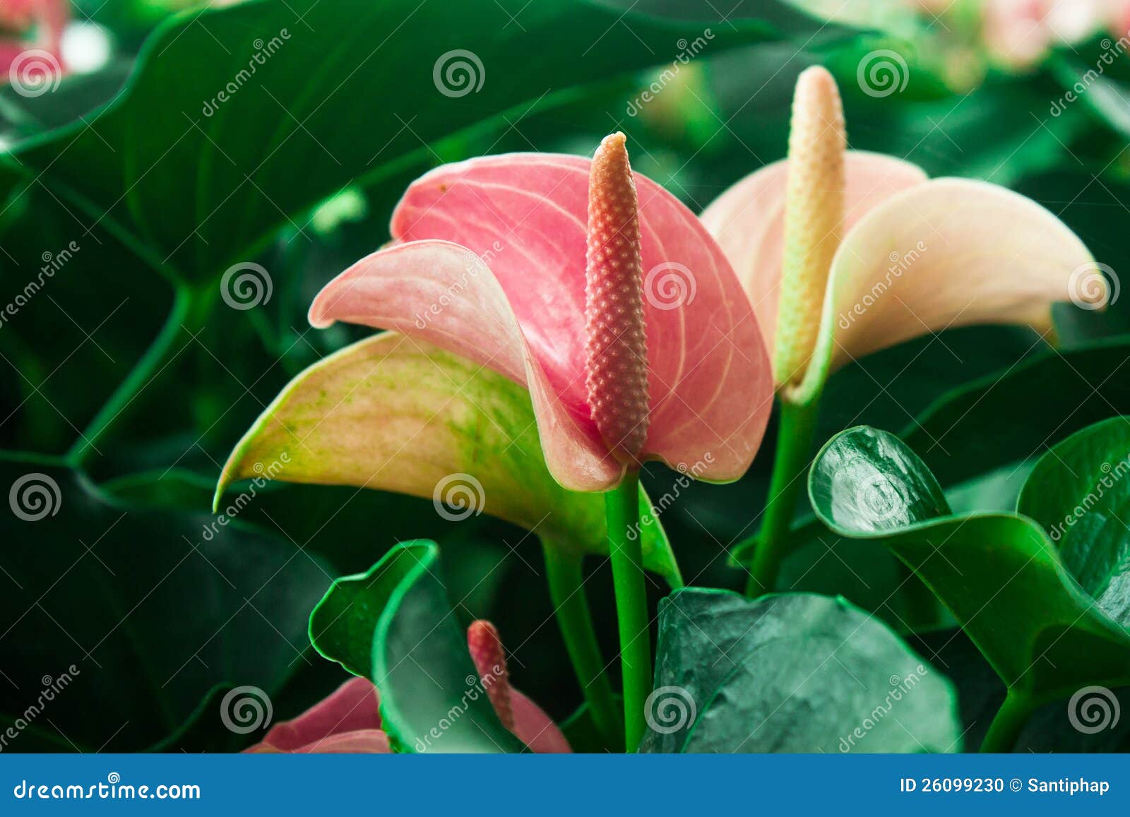 Flamingo Plant stock photo. Image of nature, pink, beautiful - 26099230