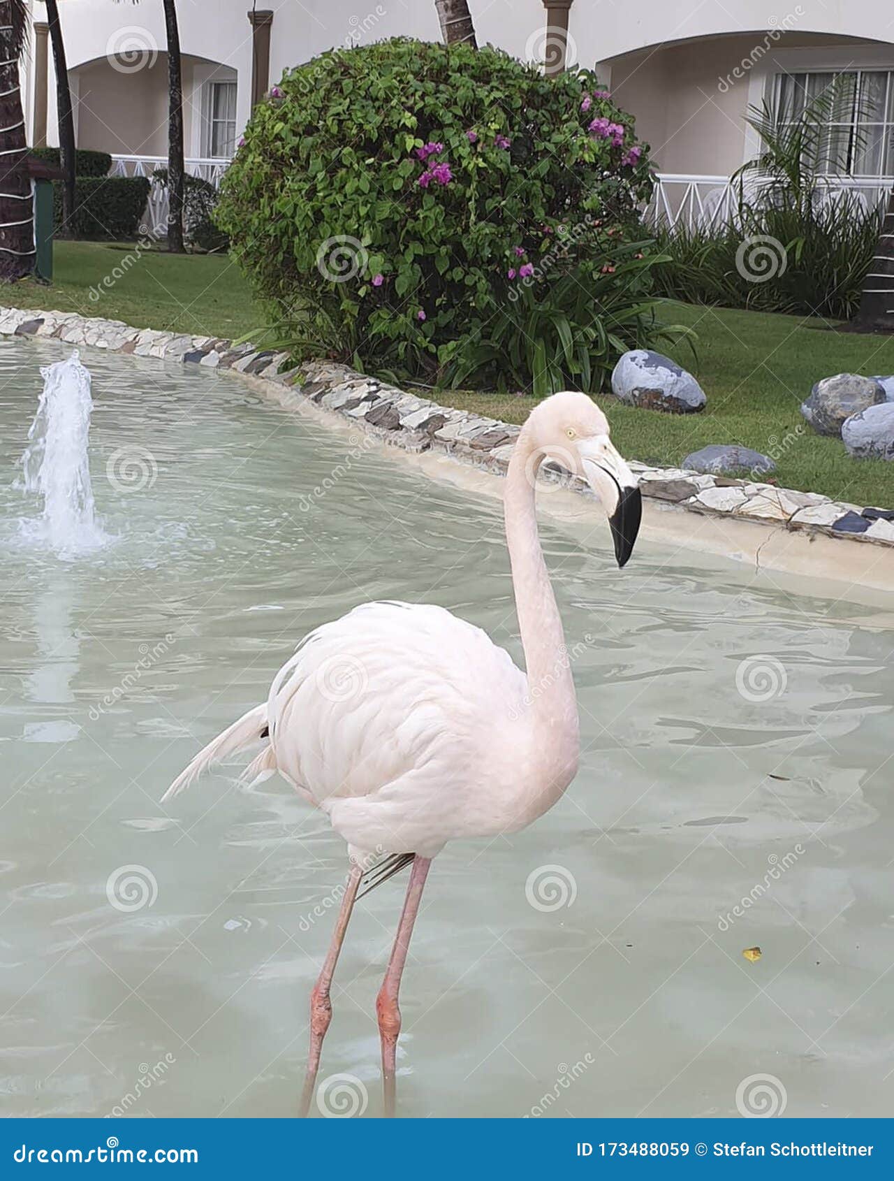 A flamingo in a pool stock image. Image of landscape - 173488059
