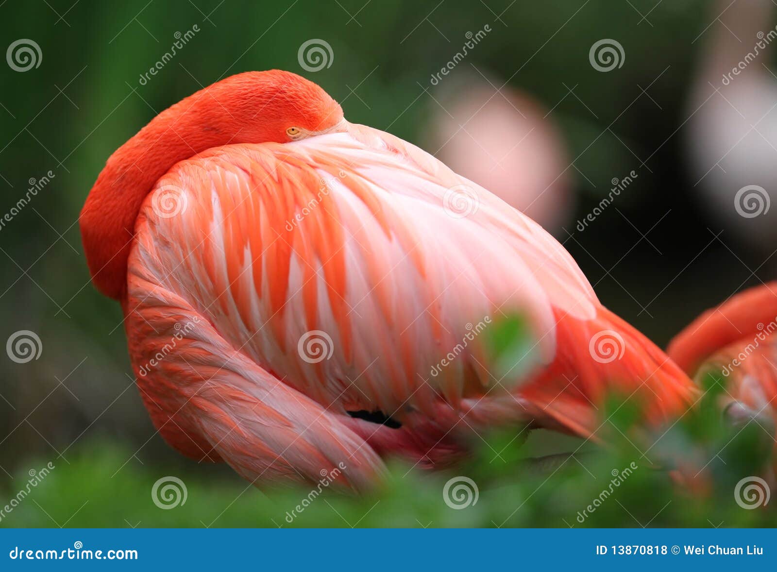 Flamingo portrait stock photo. Image of closeup, beautiful - 13870818