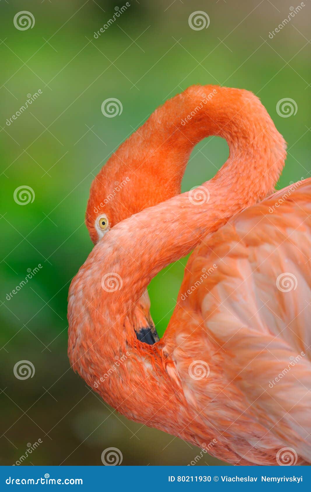 Flamingo portrait close up stock photo. Image of miami - 80211930