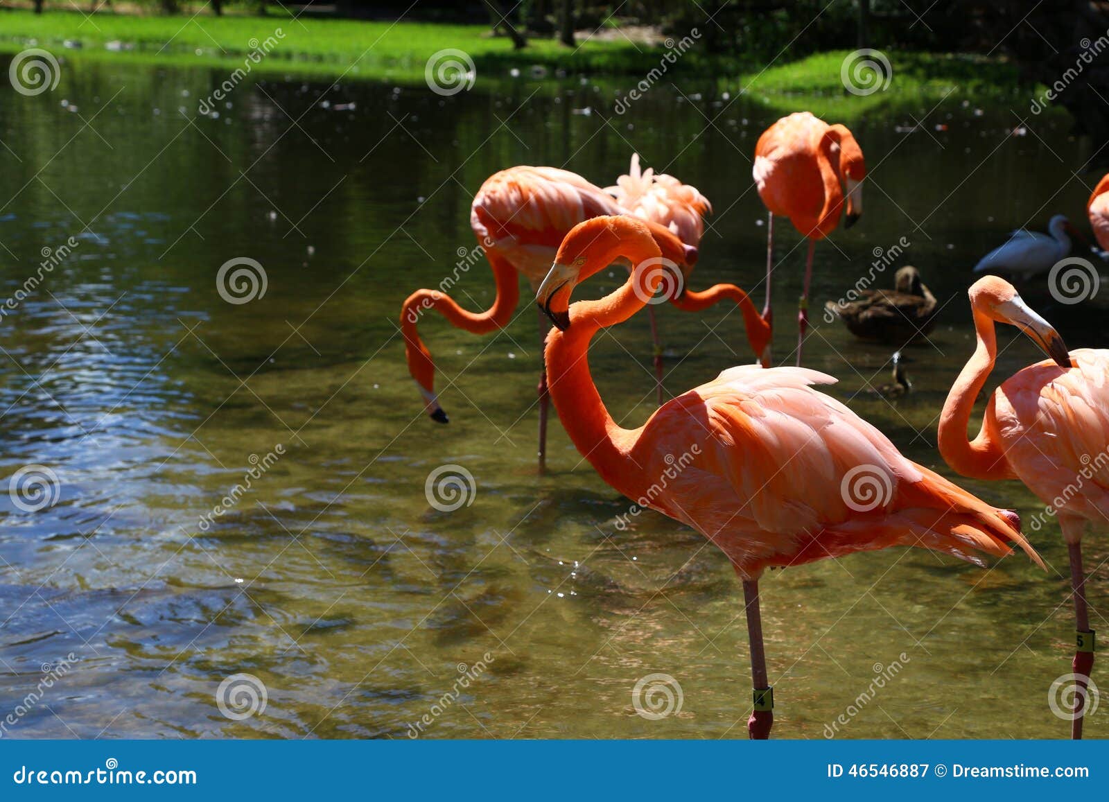 Flamingo Pose stock image. Image of lake, pink, bird - 46546887