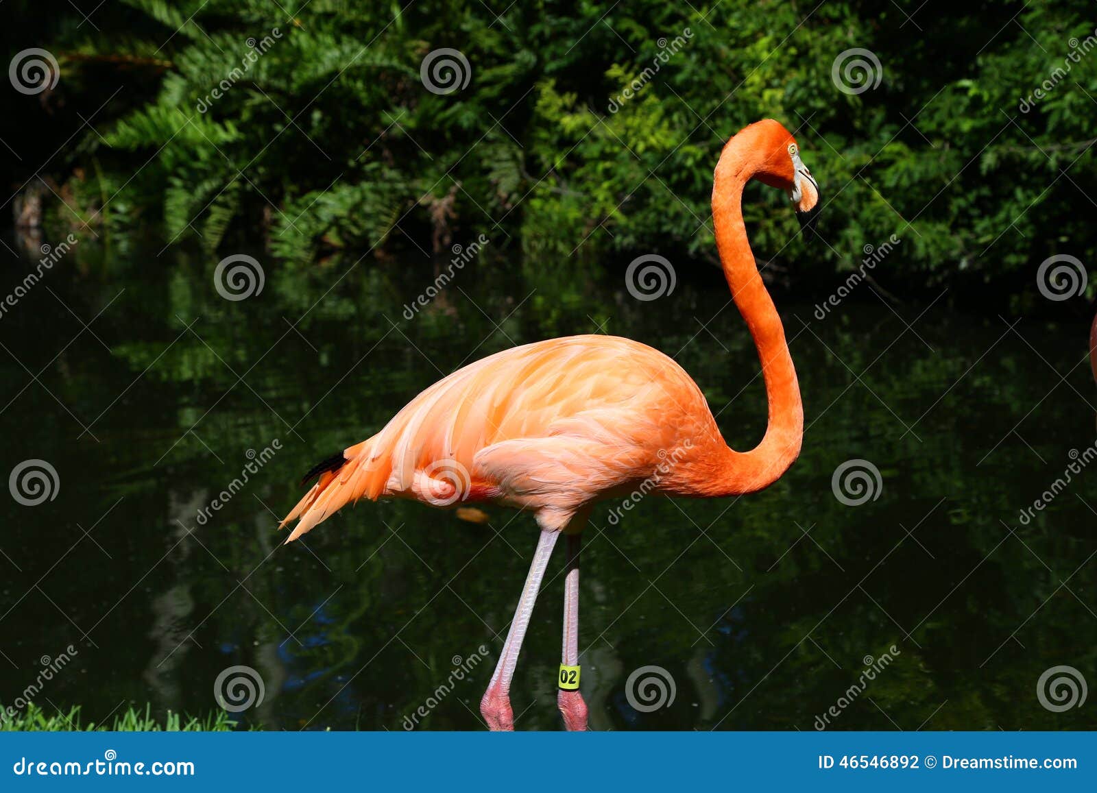 Flamingo Pose stock photo. Image of pink, pretty, water - 46546892