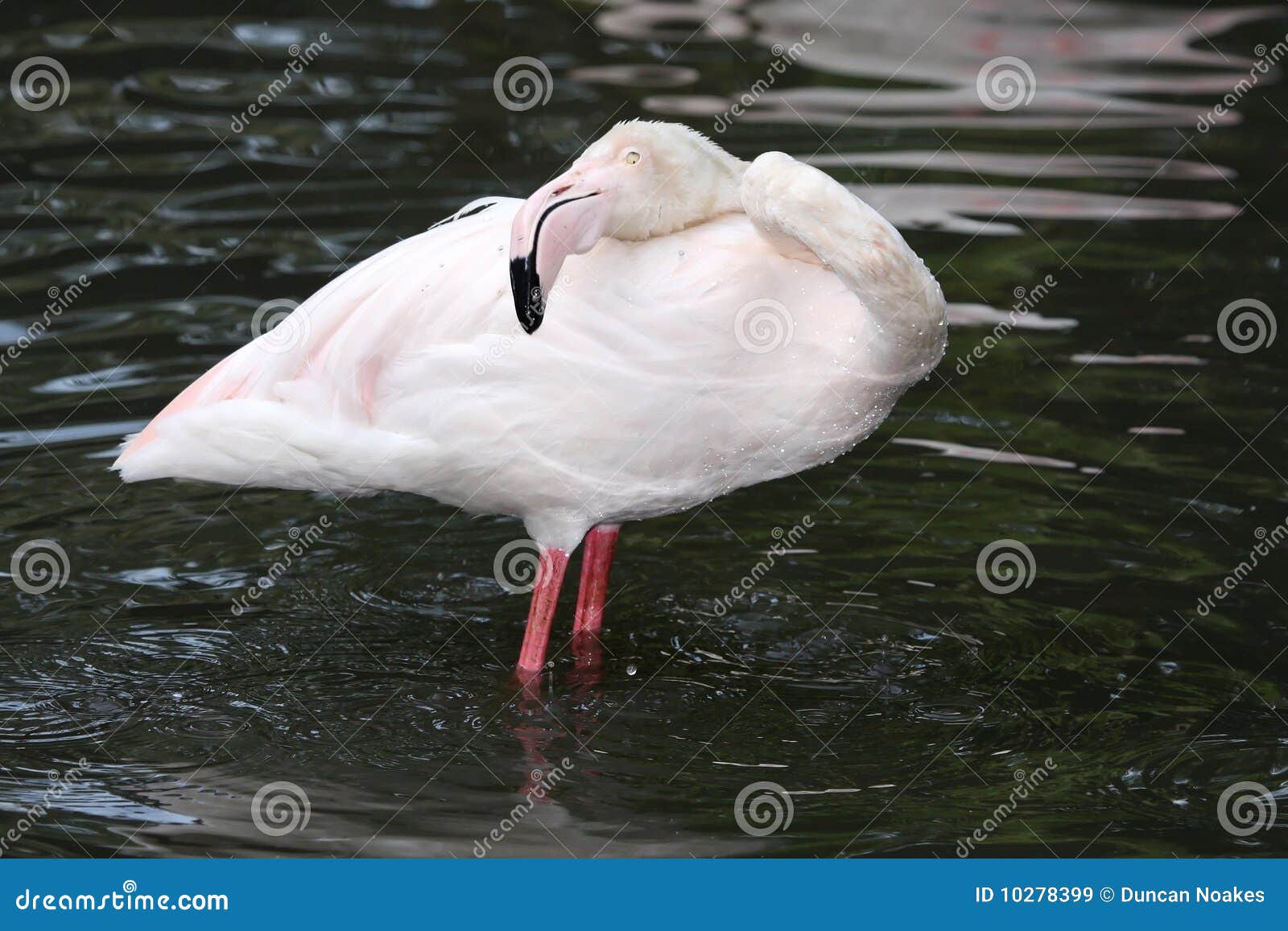 Flamingo Preening stock image. Image of colorful, wild - 10278399