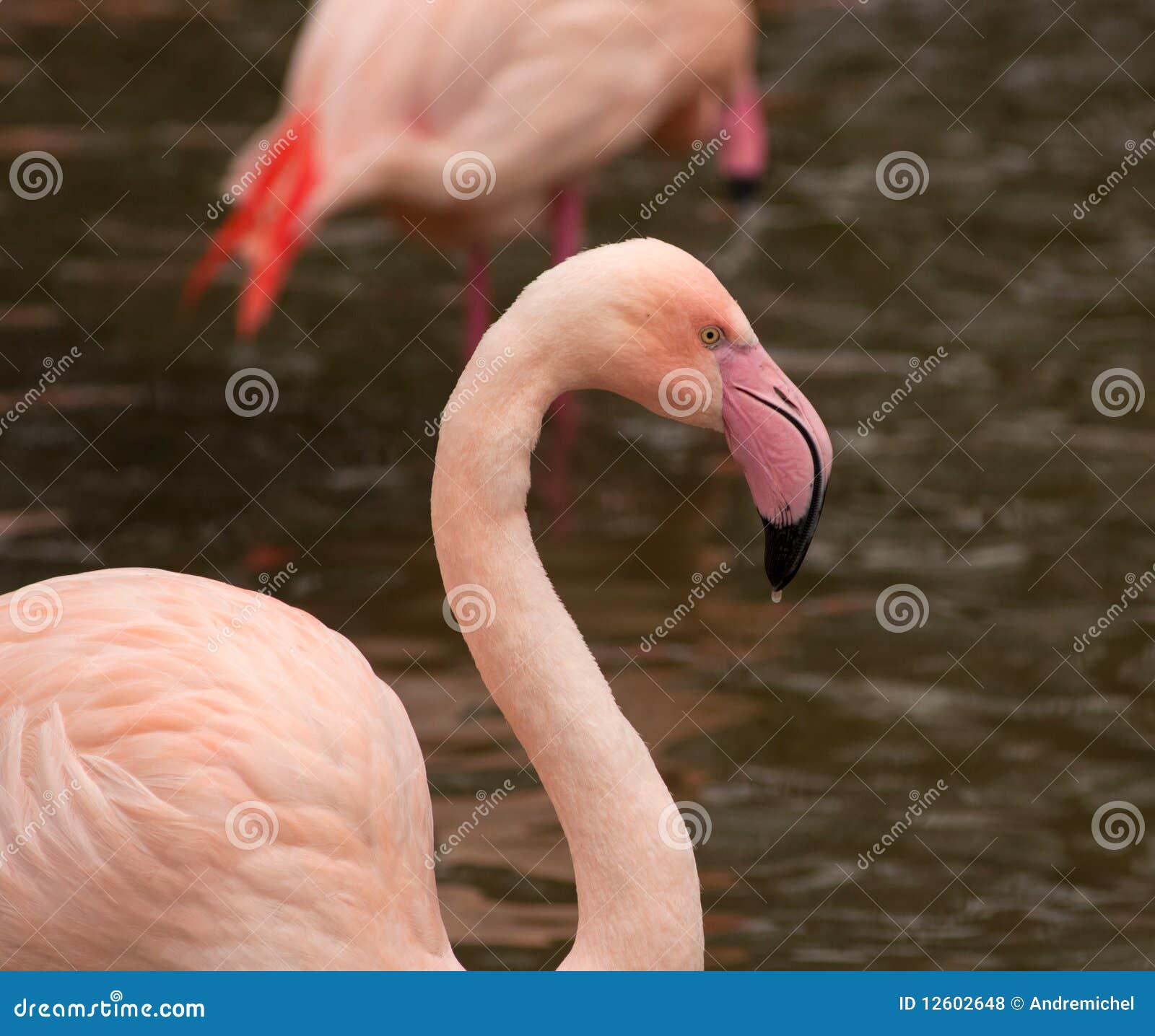 Flamingo pretty in pink! stock photo. Image of elegant - 12602648
