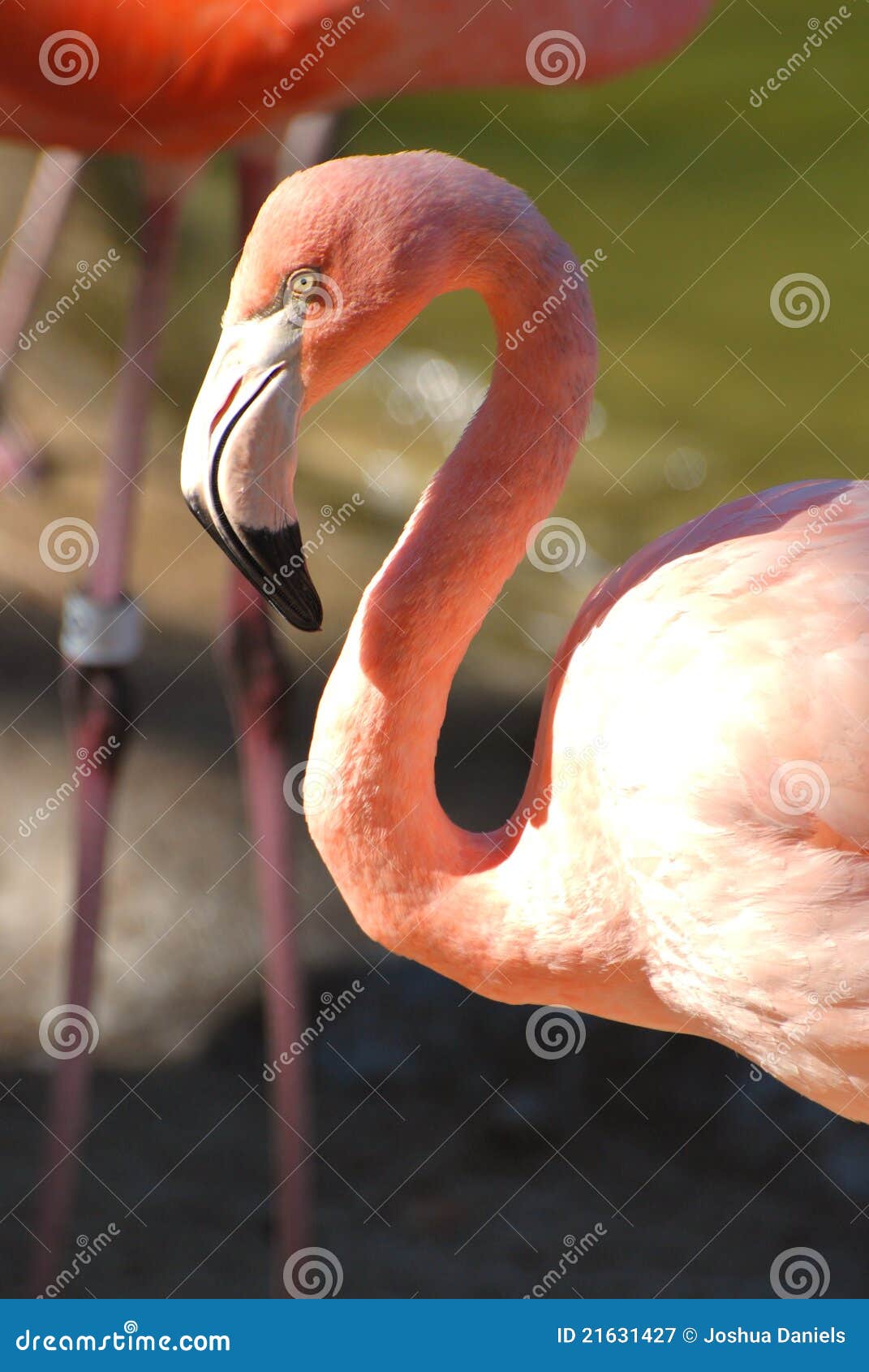 A flamingo in profile stock image. Image of majestic - 21631427