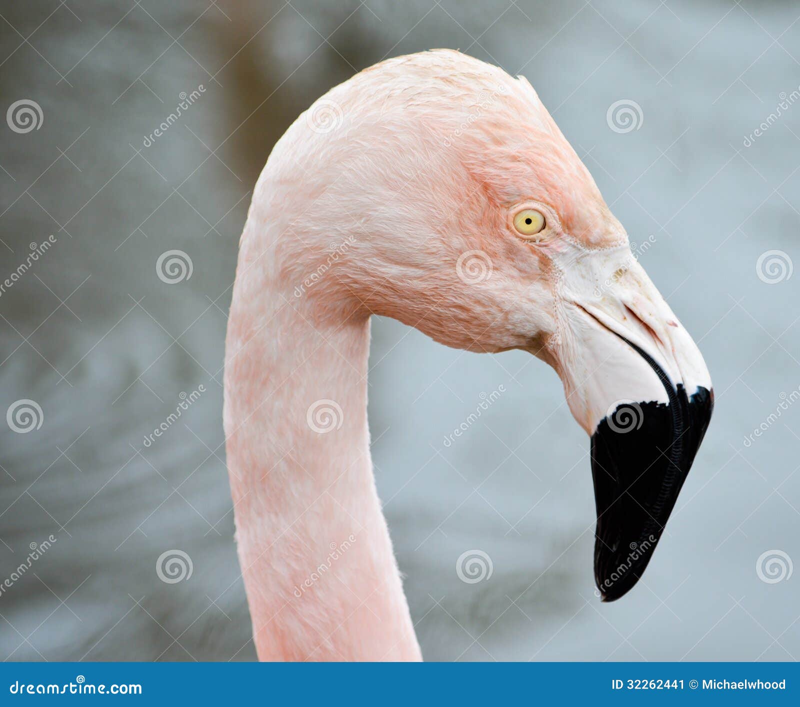 Flamingo Profile stock image. Image of birds, profile - 32262441