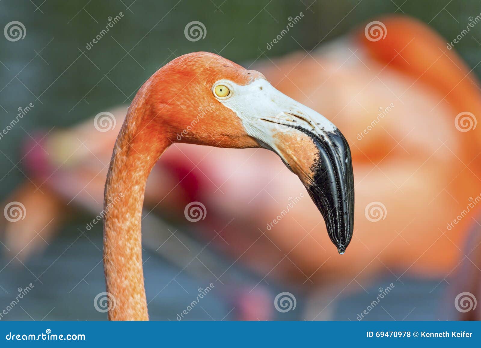 Flamingo Profile stock photo. Image of background, side - 69470978
