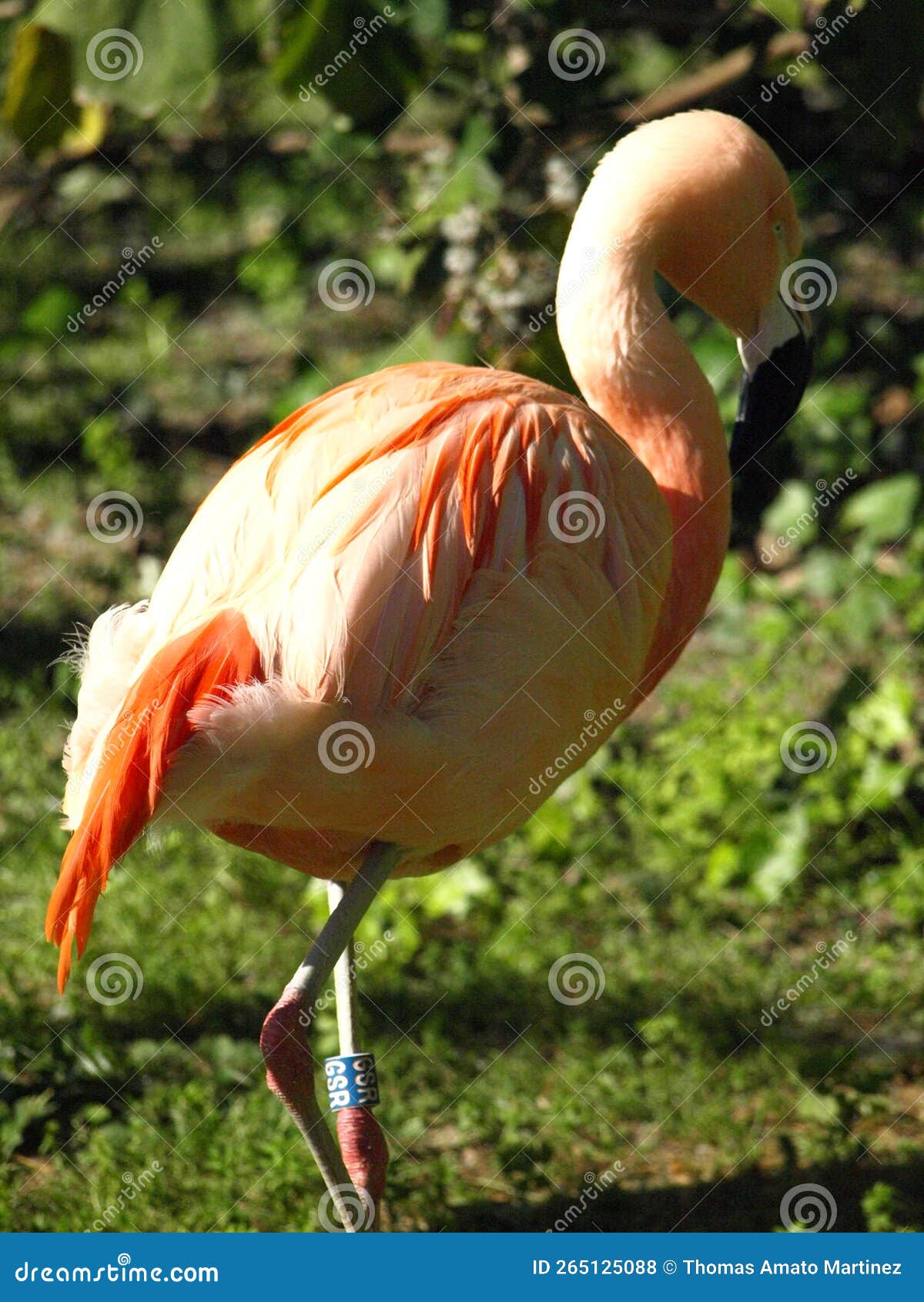 Flamingo from back stock photo. Image of seabird, nature - 265125088