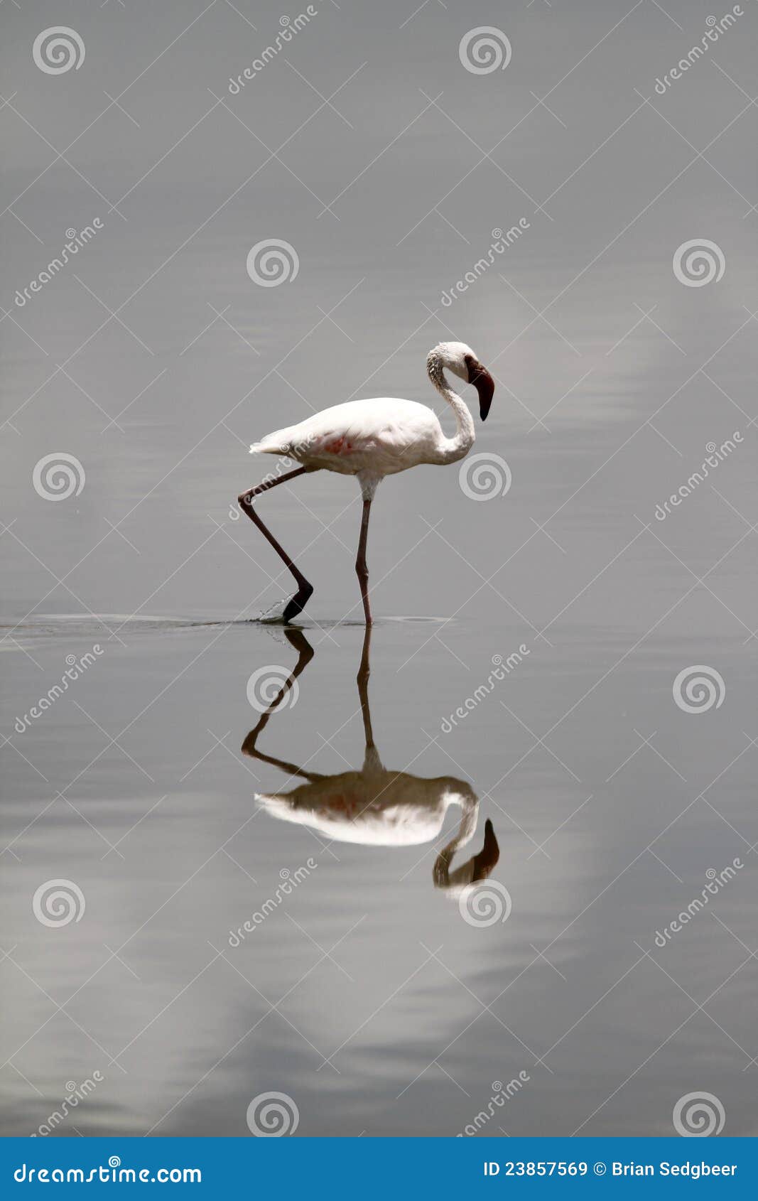 Flamingo Reflection stock image. Image of lesser, neck - 23857569