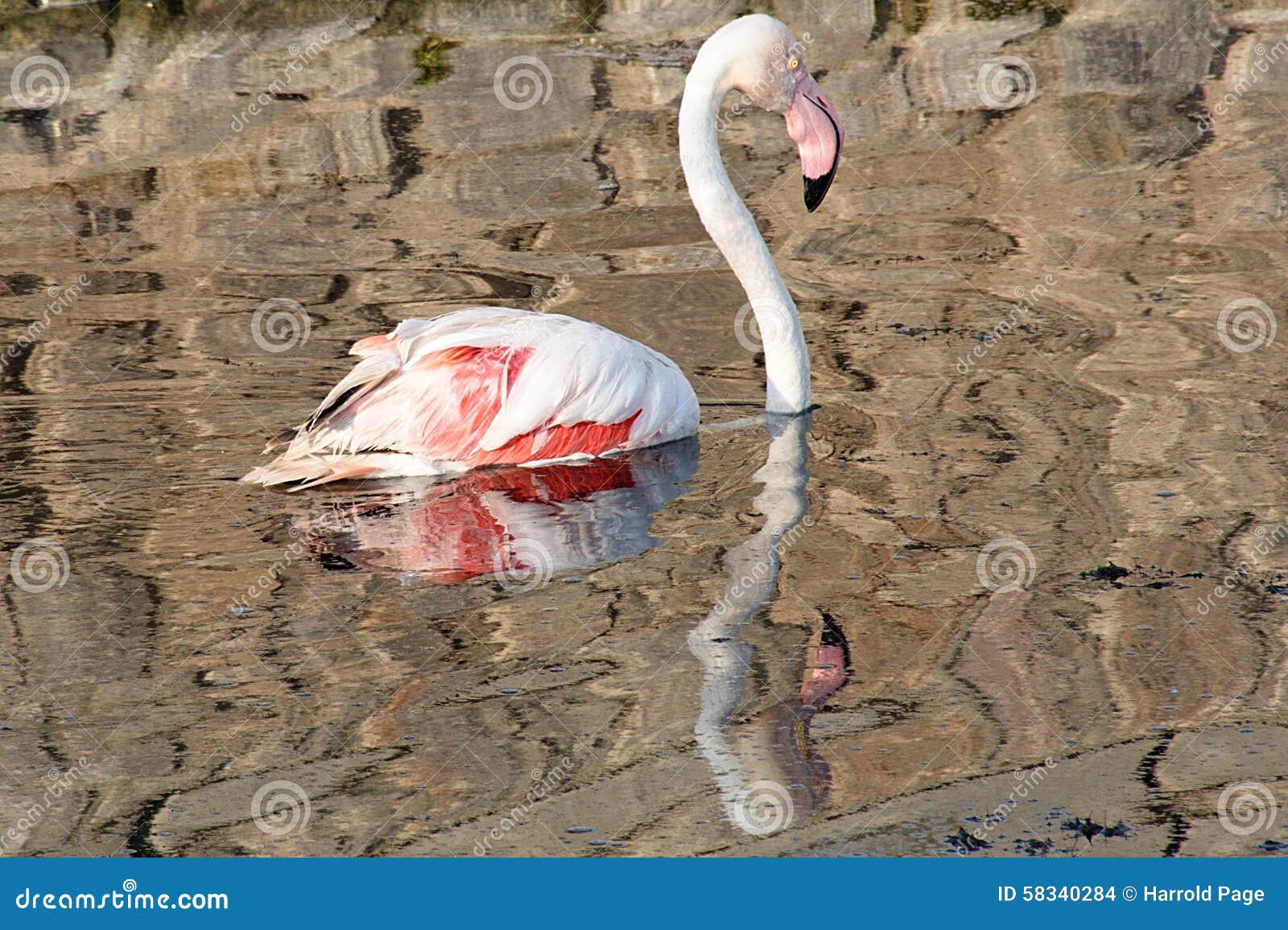 Flamingo reflection stock photo. Image of mirror, water - 58340284