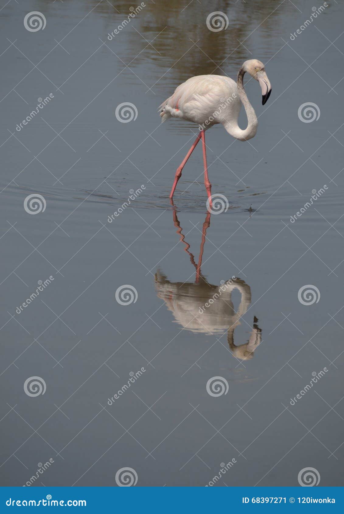 Flamingo reflection stock image. Image of birdwatching - 68397271