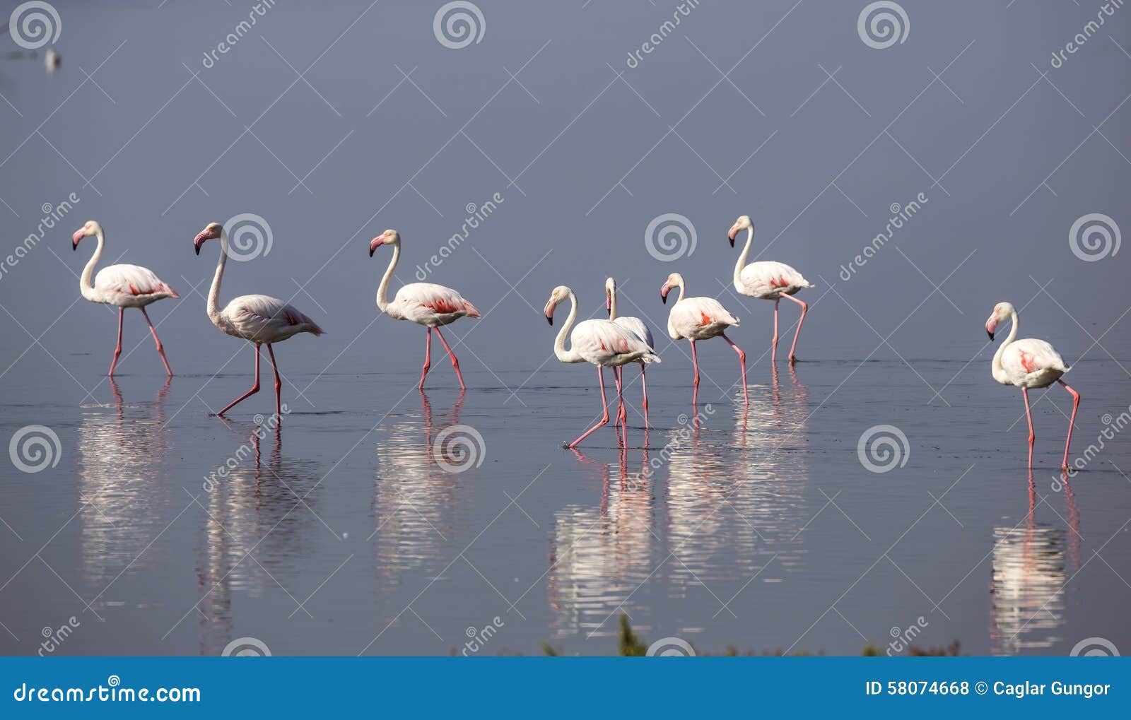 Flamingo Reflections stock photo. Image of bill, beak - 58074668