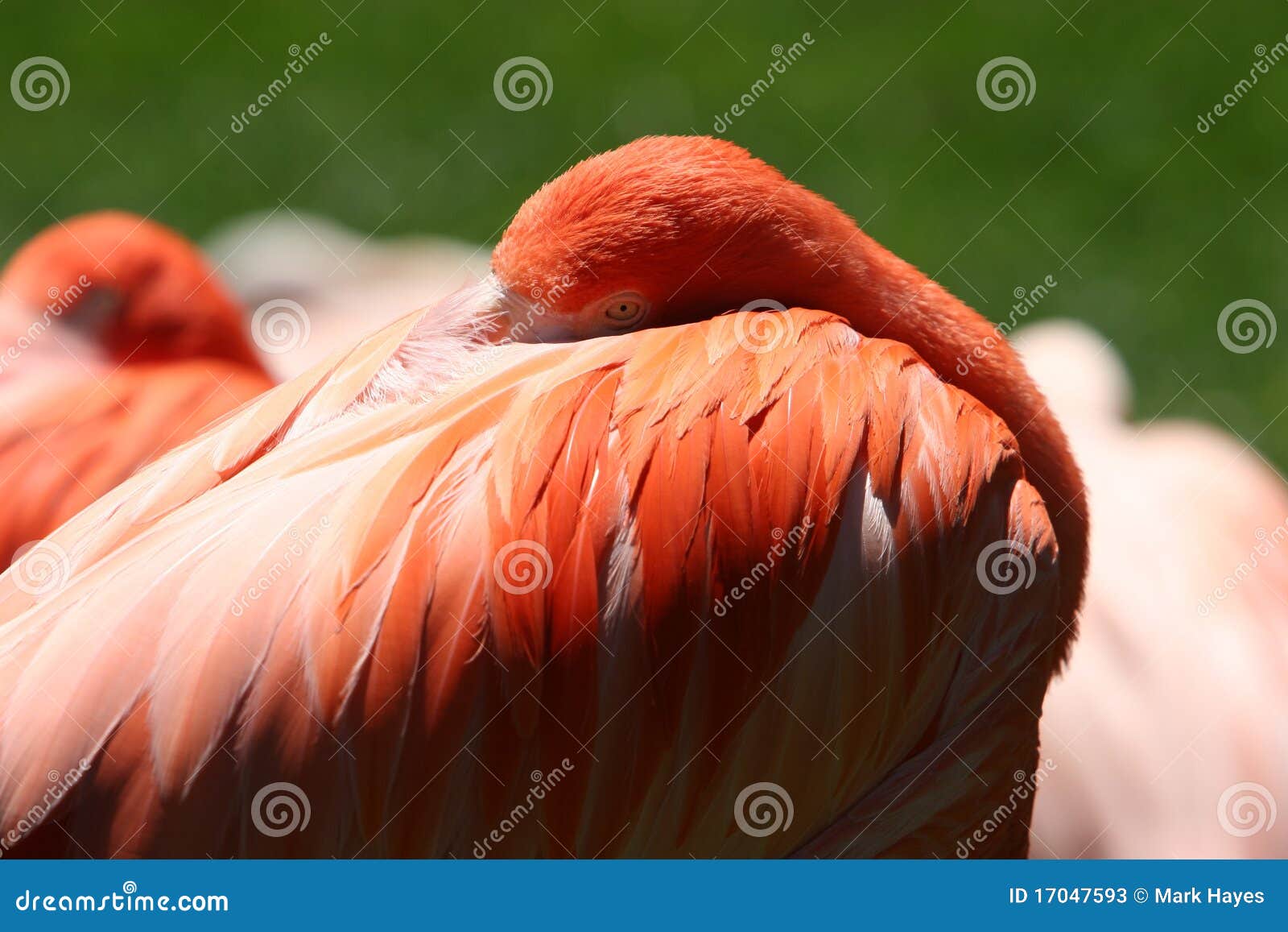 Flamingo at rest stock image. Image of preen, feathers - 17047593