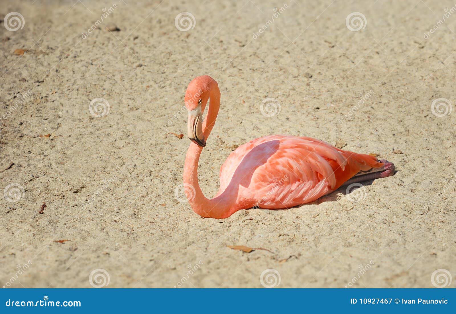 Flamingo resting stock image. Image of bird, beautiful - 10927467