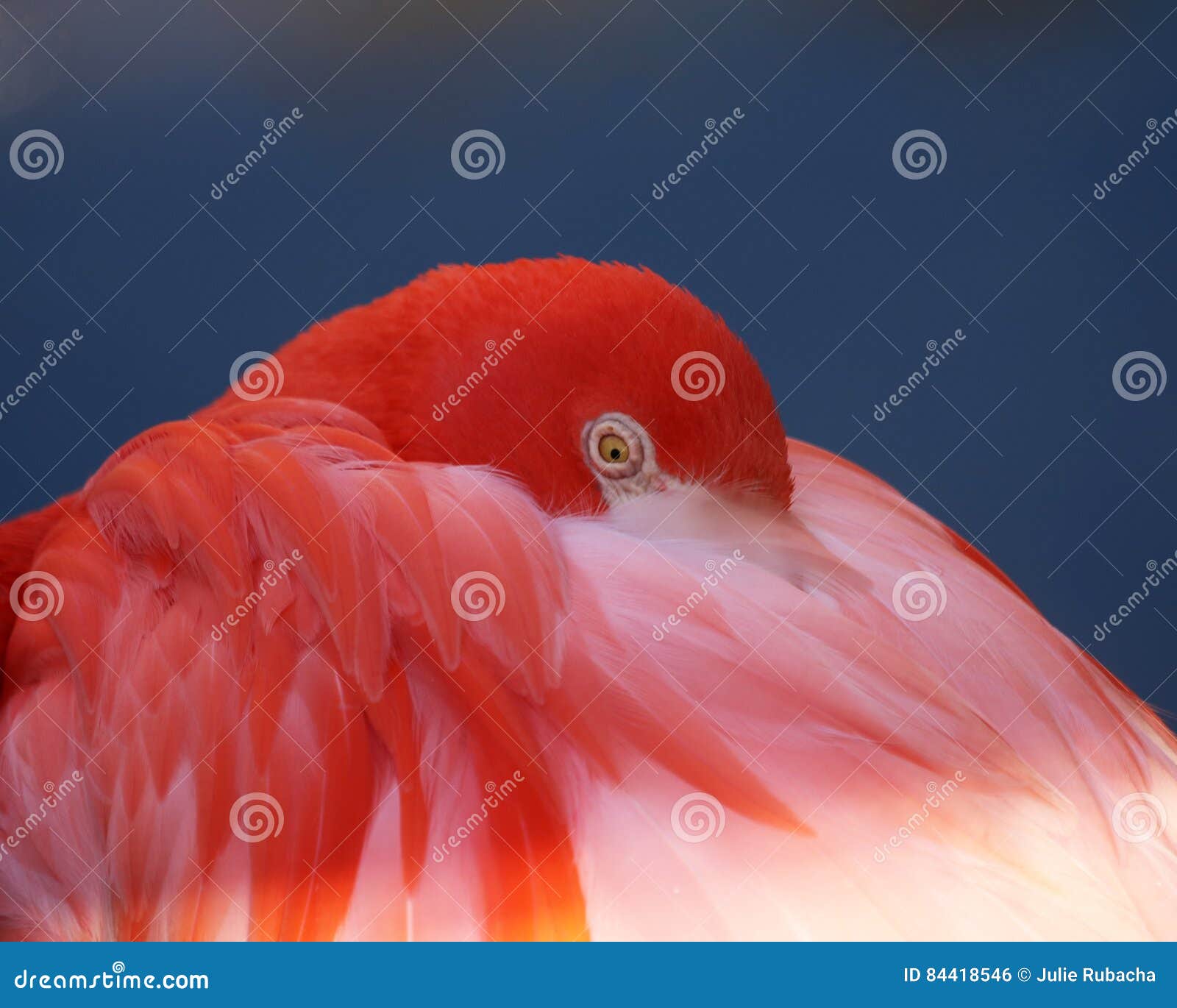 Flamingo resting stock photo. Image of florida, pink - 84418546