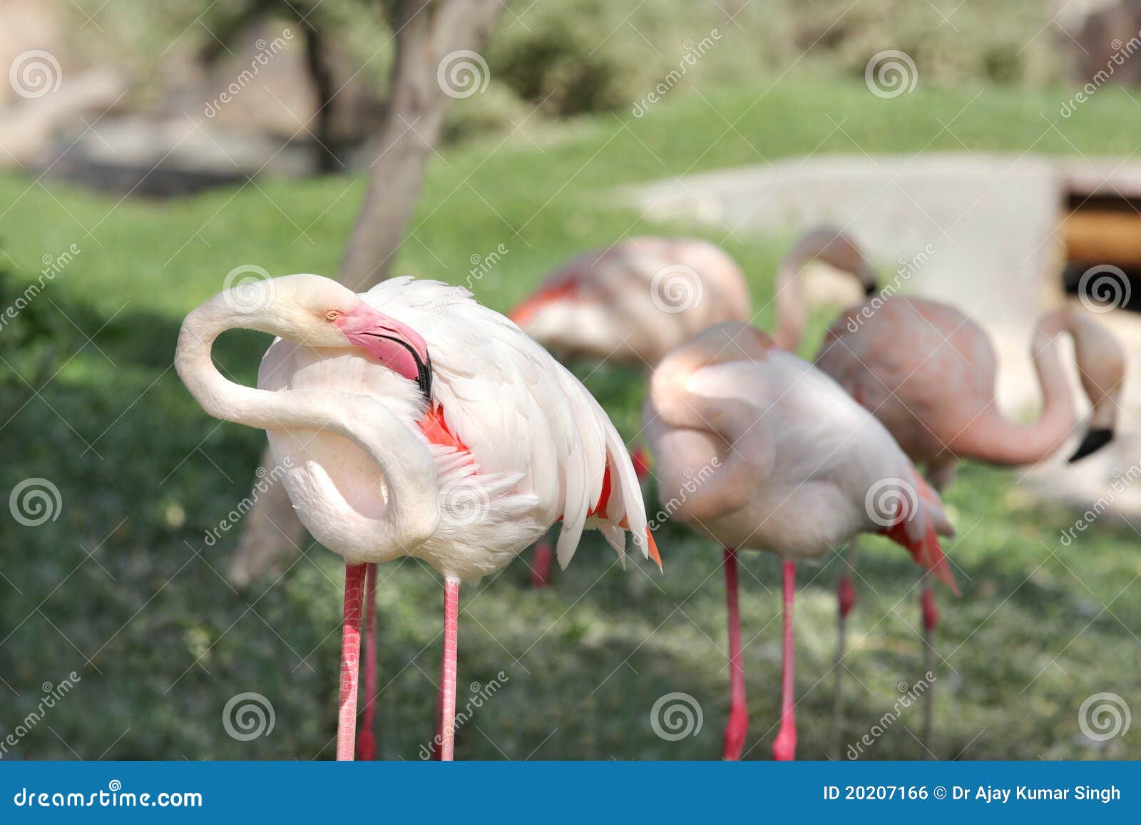 Flamingo Rubbing Its Body To Relieve Itching Stock Photo - Image of ...