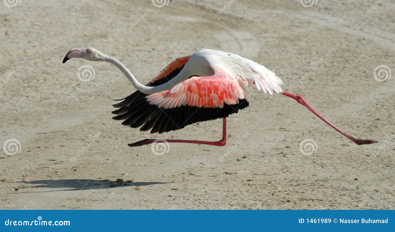 349 Flamingo Running Photos - Free & Royalty-Free Stock Photos from ...