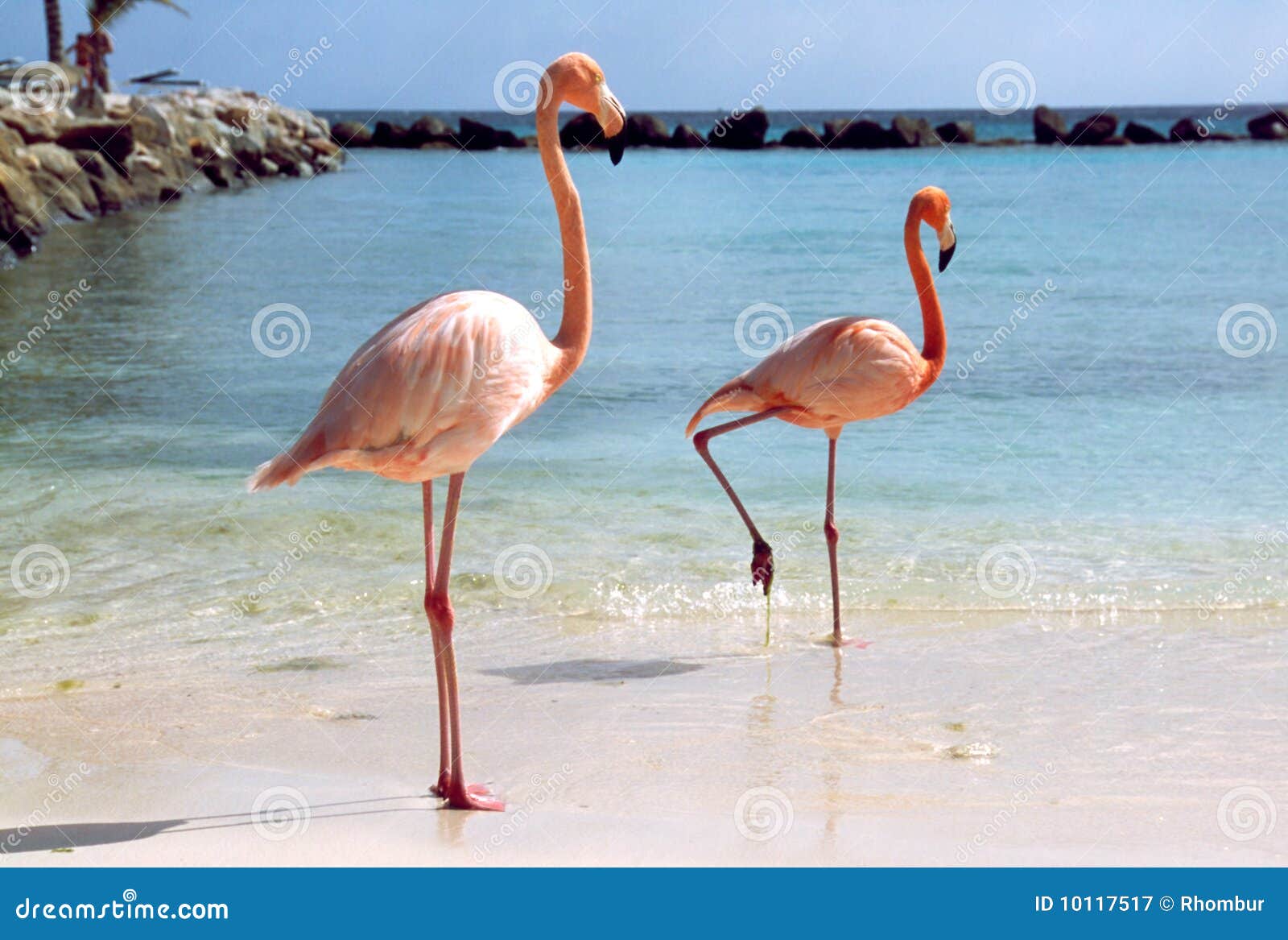 Flamingo's bij het strand stock afbeelding. Image of vogel - 10117517