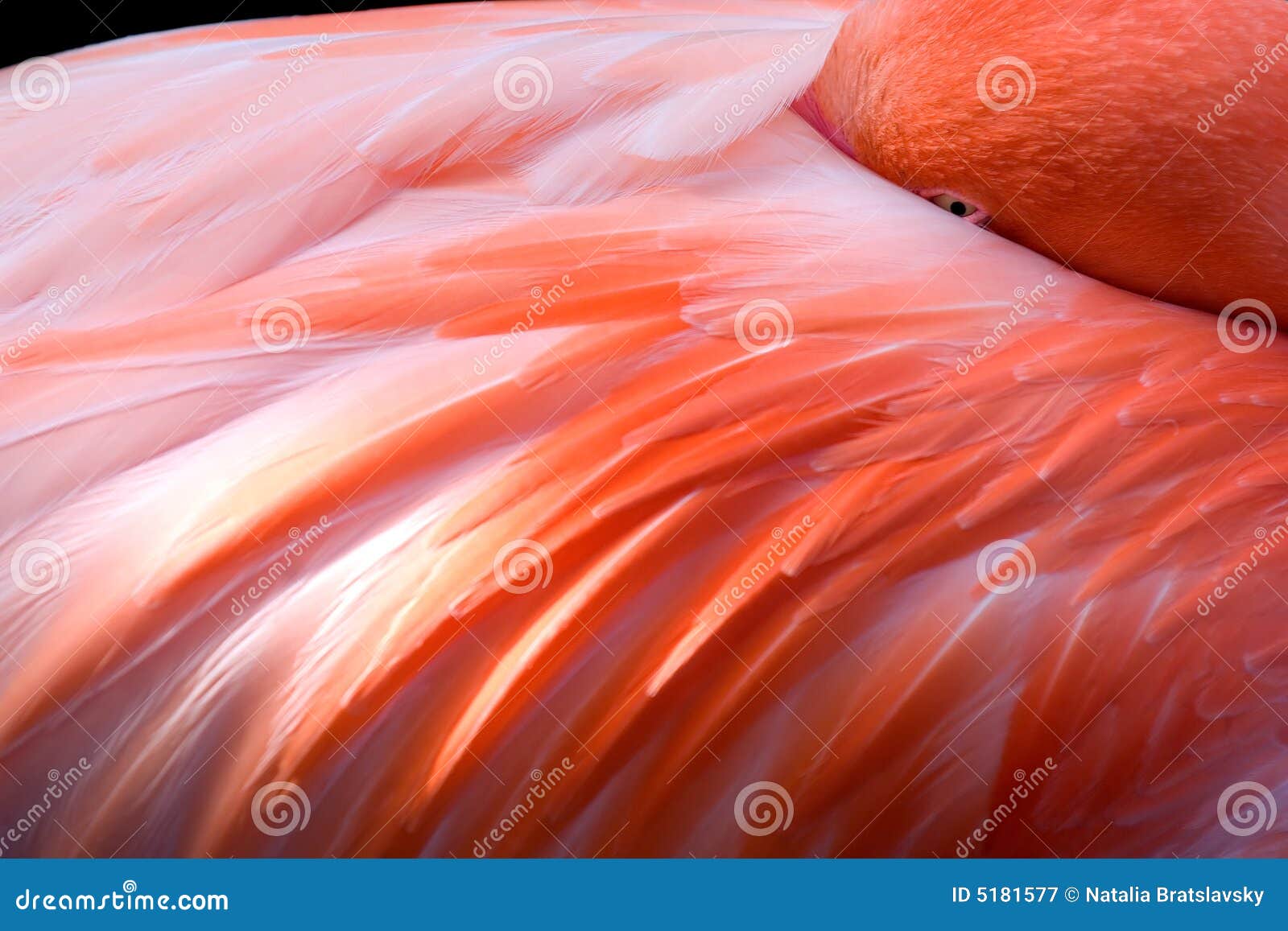 Flamingo s head stock image. Image of macro, close, head - 5181577