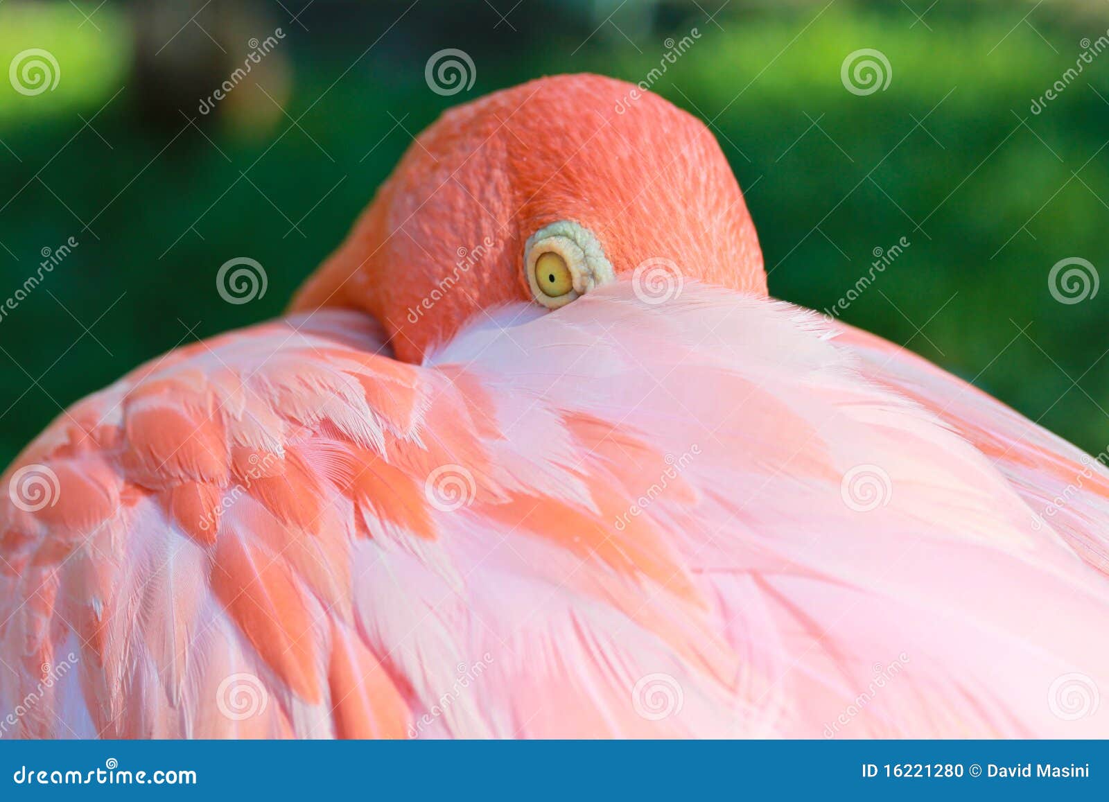 A Flamingo s Watchful Eye stock photo. Image of wildlife - 16221280