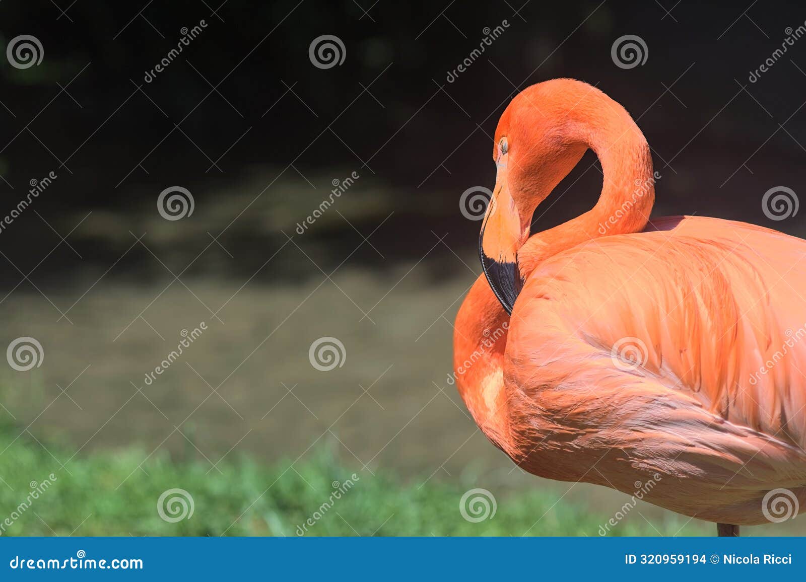 Flamingo seen up close stock photo. Image of bird, african - 320959194