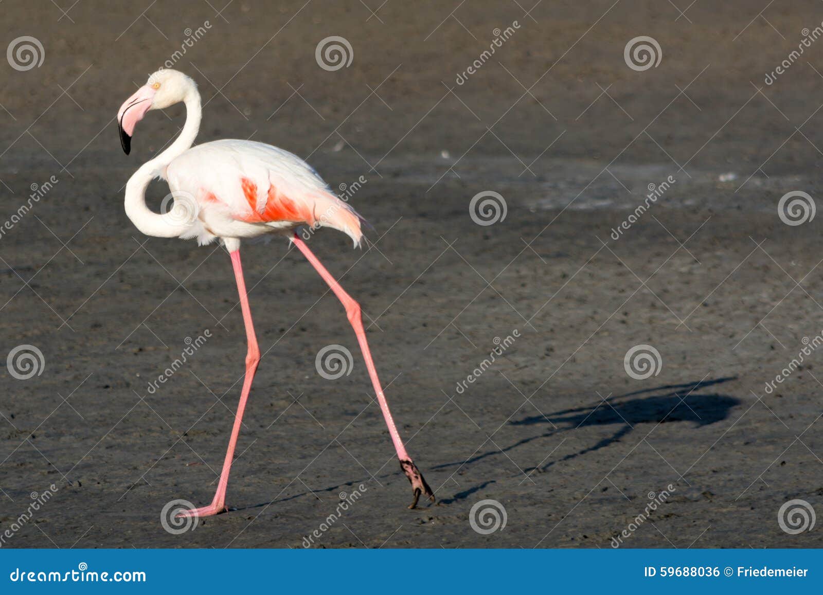 Flamingo with shadow stock photo. Image of shadow, wildlife - 59688036