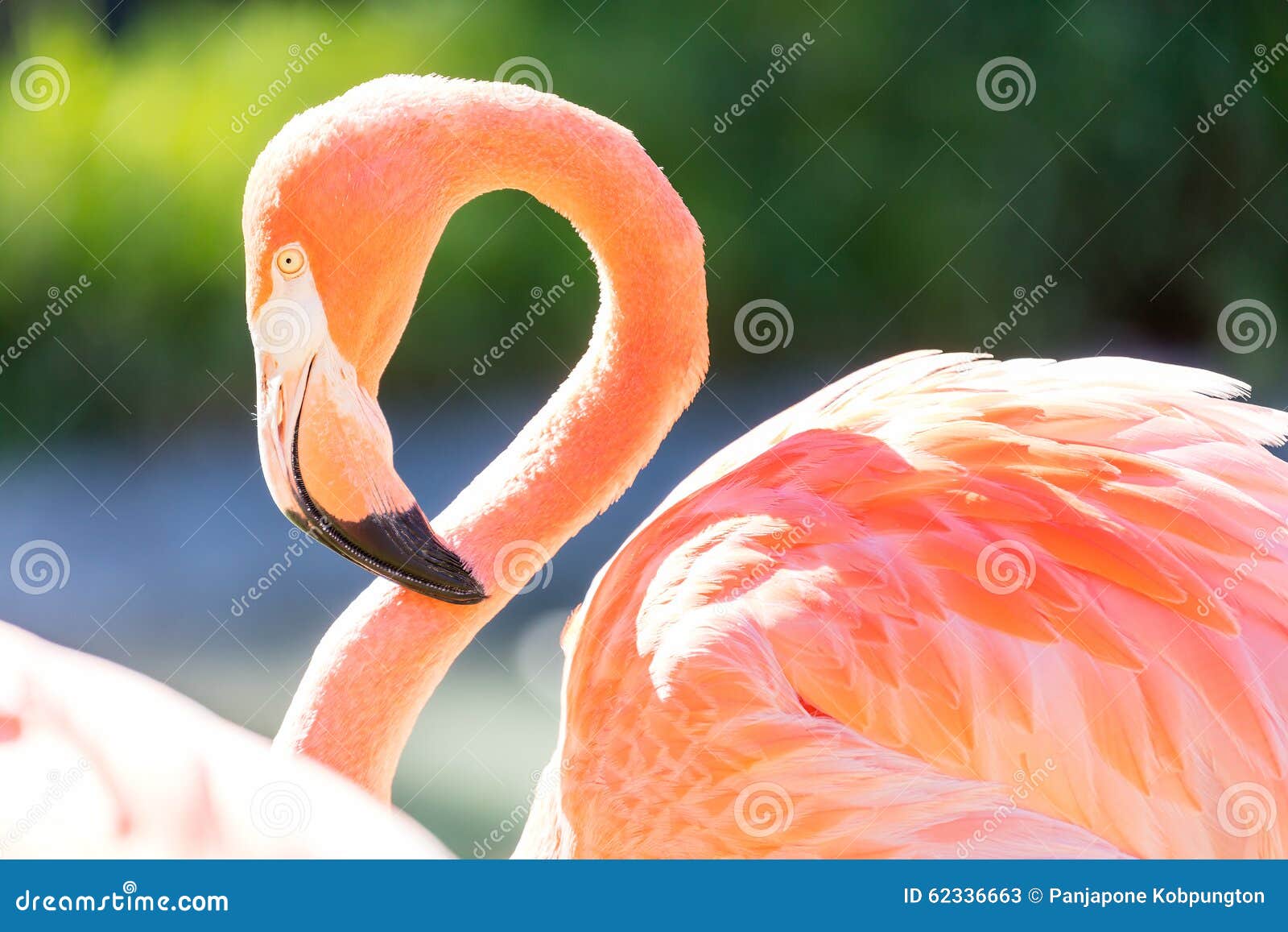 Flamingo stock image. Image of wild, bird, feather, head - 62336663