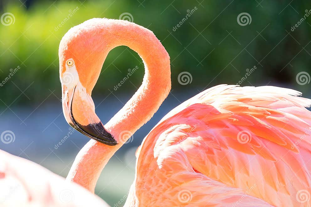 Flamingo stock image. Image of wild, bird, feather, head - 62336663