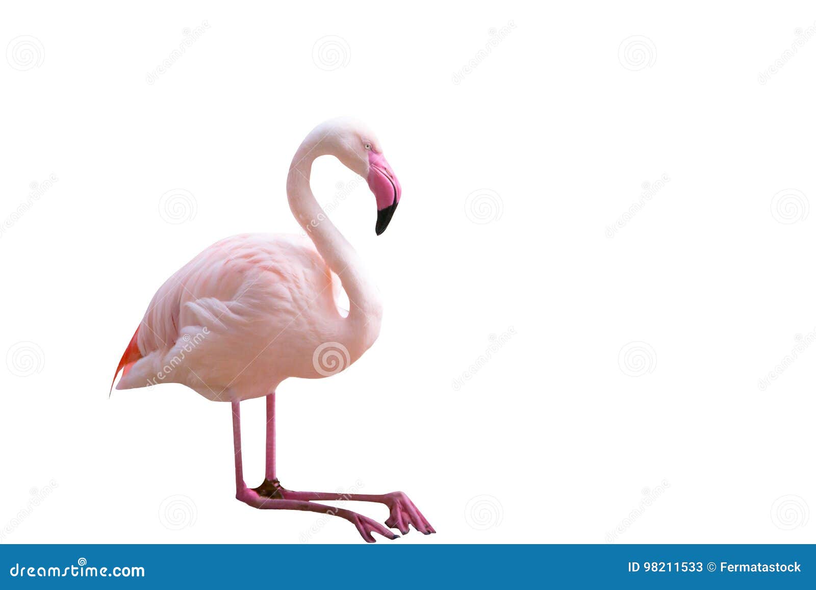 Flamingo stock image. Image of travel, wild, nature, color - 98211533
