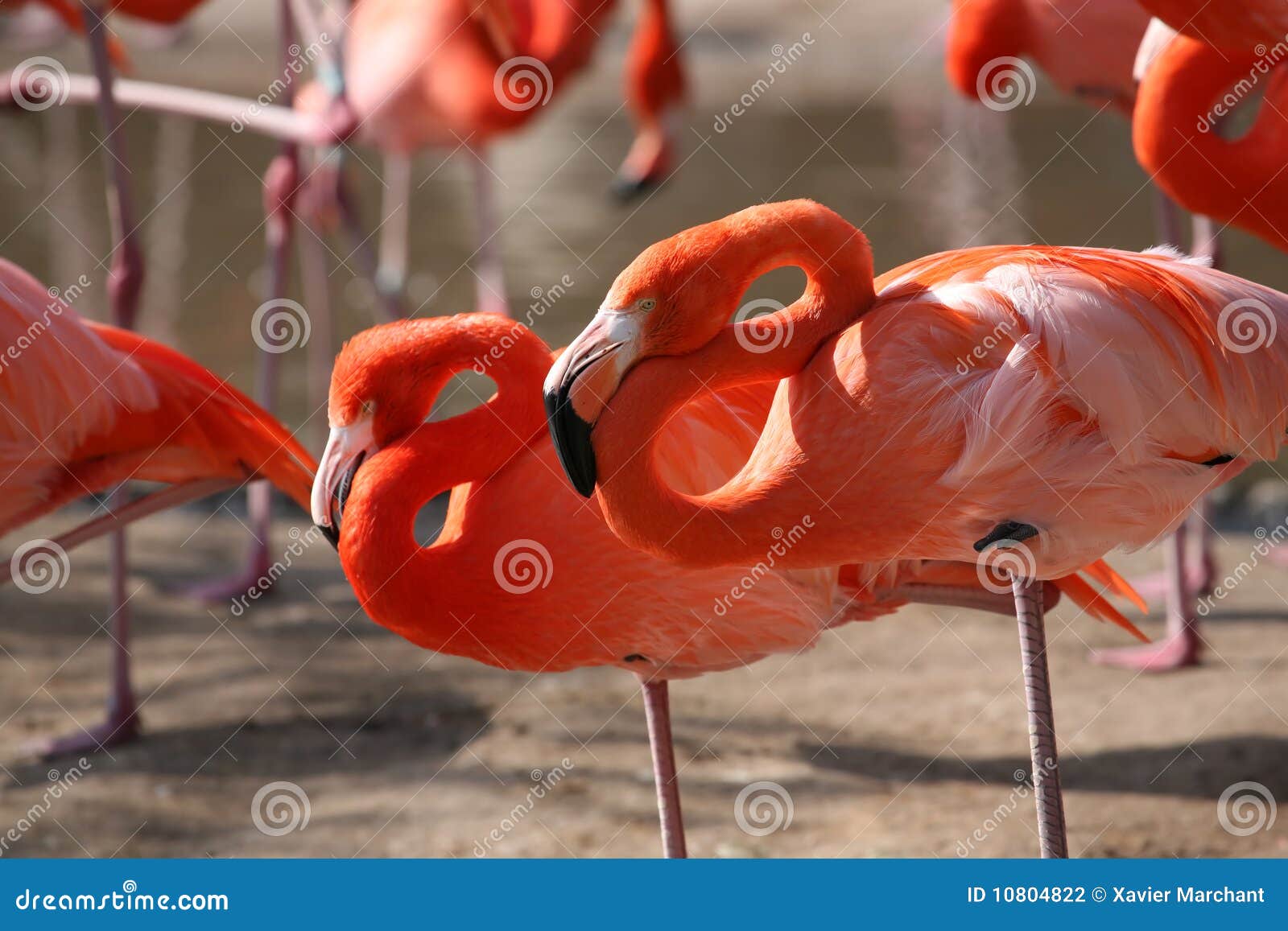 Flamingo sleeping stock photo. Image of bird, sleep, rest - 10804822