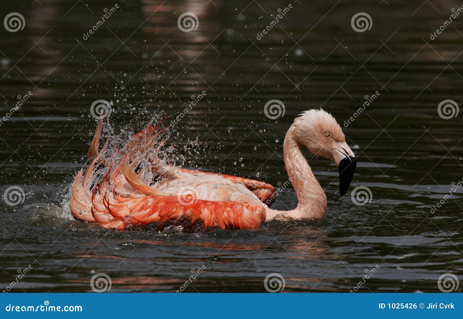Flamingo splashing stock photo. Image of refreshment, nature - 1025426