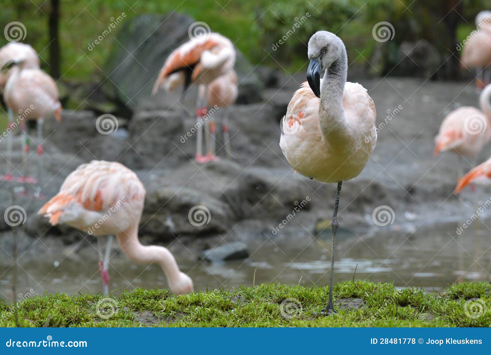 Flamingo standing stock photo. Image of head, flamingos - 28481778