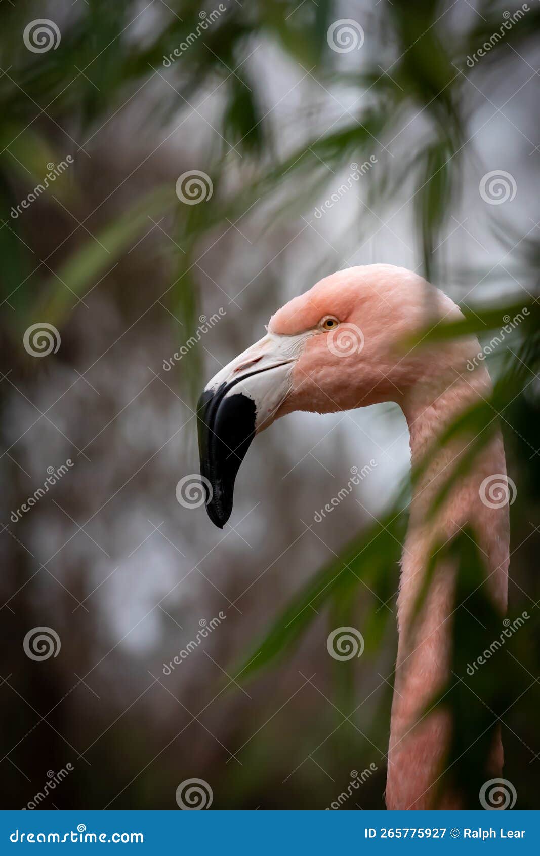 A Flamingo Standing in the Bushes Stock Image - Image of beautiful ...