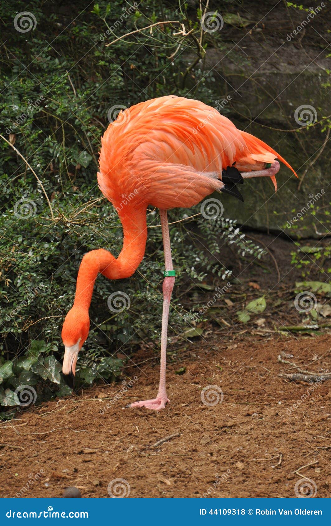 Flamingo Standing on One Leg Stock Photo - Image of salmon, white: 44109318