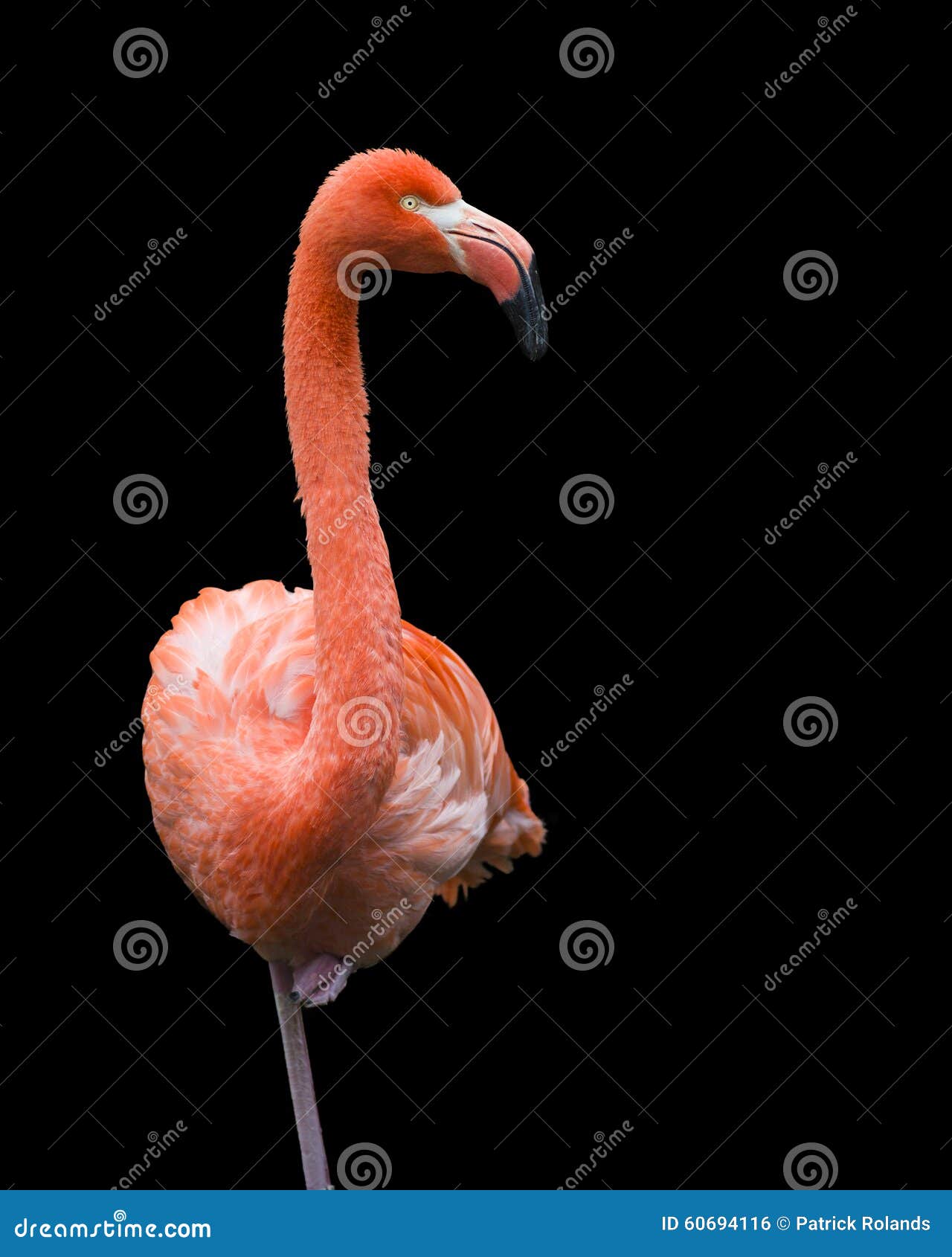 Flamingo Standing On One Leg Grooming Royalty-Free Stock Photo ...