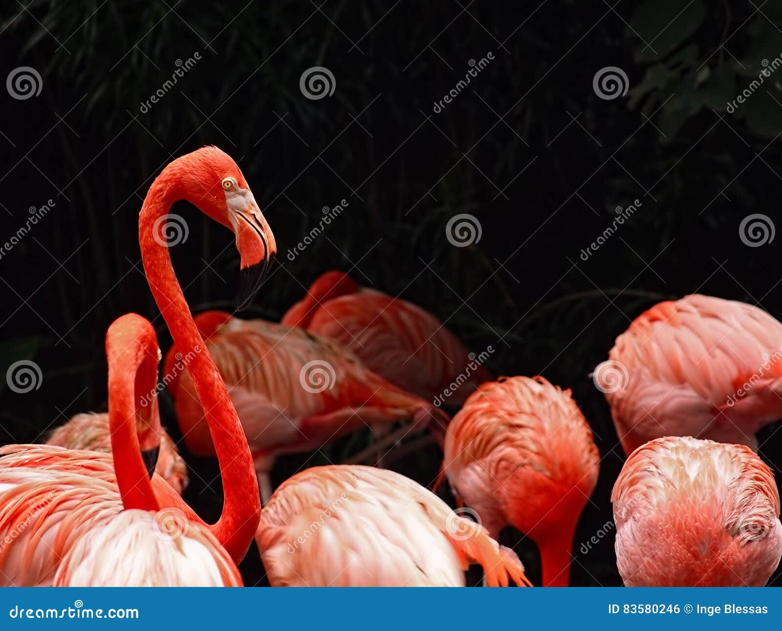 Flamingo Standing Out from the Crowd Stock Photo - Image of flamingo ...