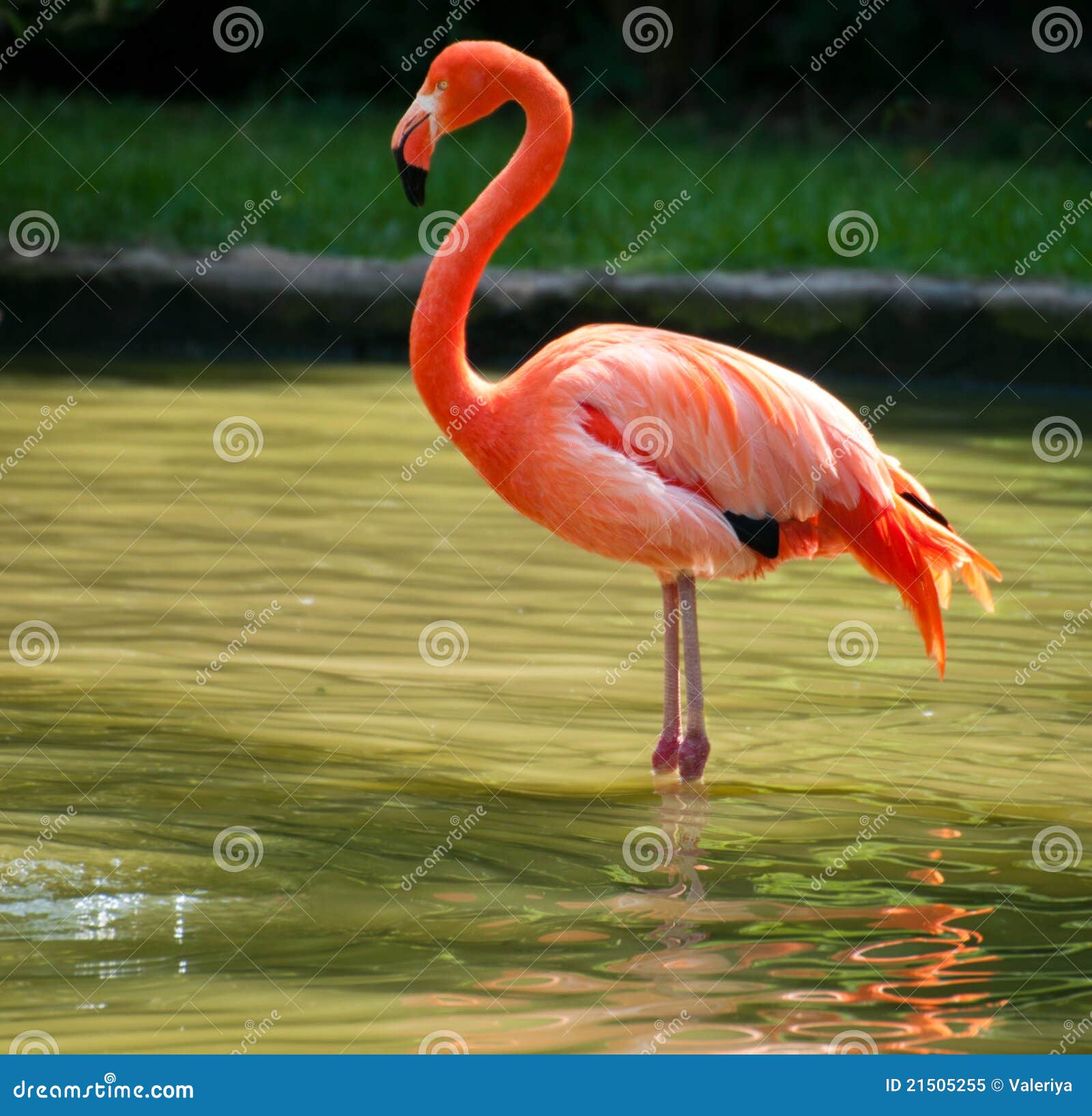 Flamingo Standing On Two Foot Royalty Free Stock Photo - Image: 21505255