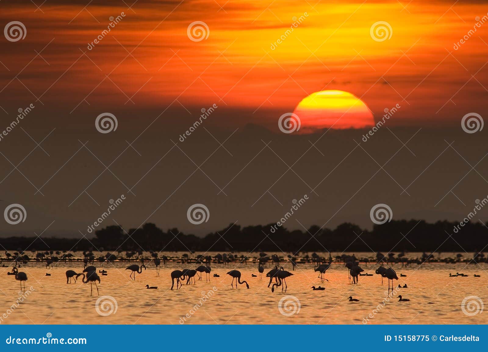 Flamingo sunset stock image. Image of flamenco, marsh - 15158775