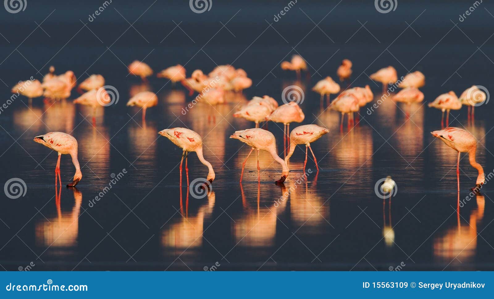 Flamingo on Sunset. stock image. Image of african, habitat - 15563109