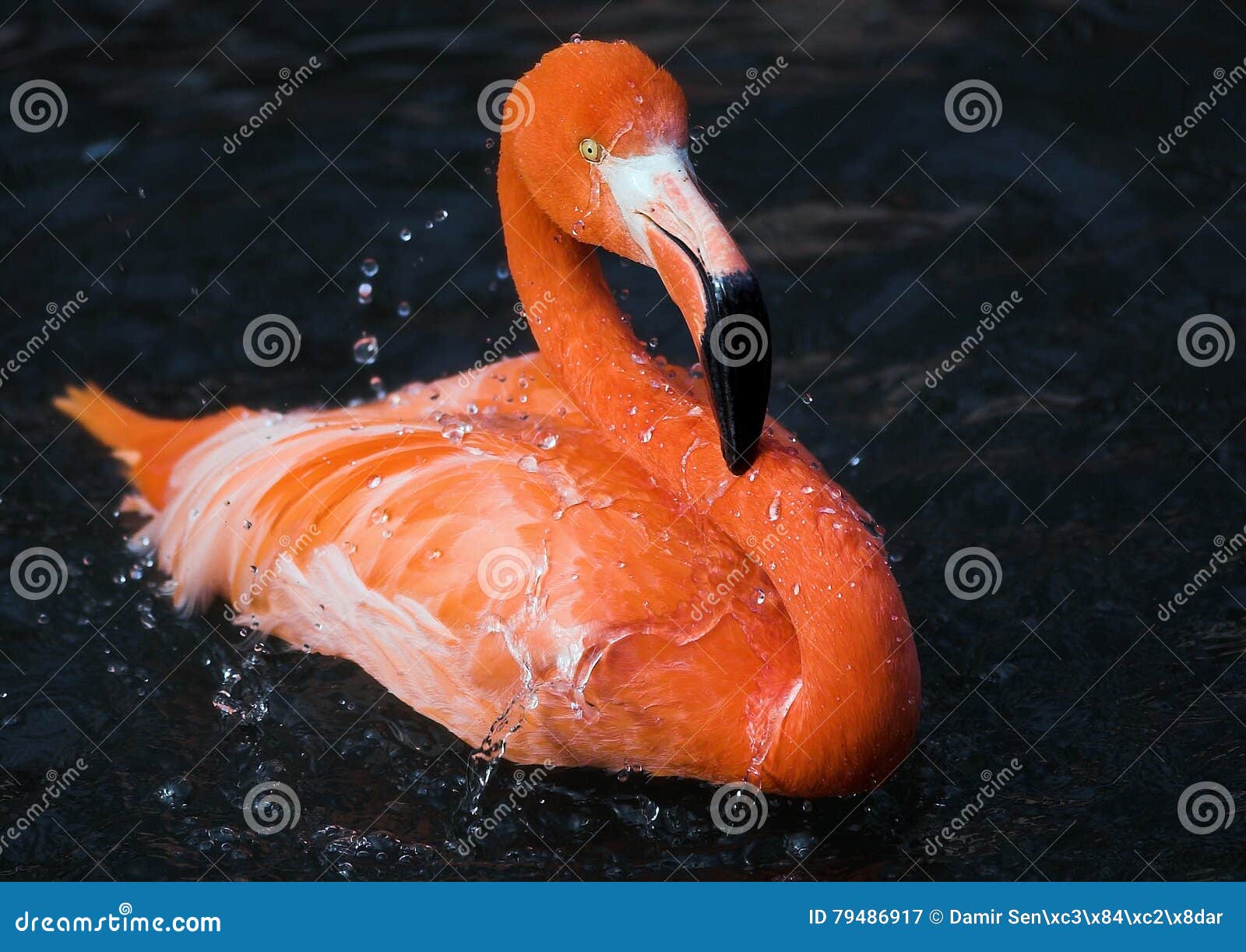 Flamingo taking a bath stock image. Image of drops, feathers - 79486917