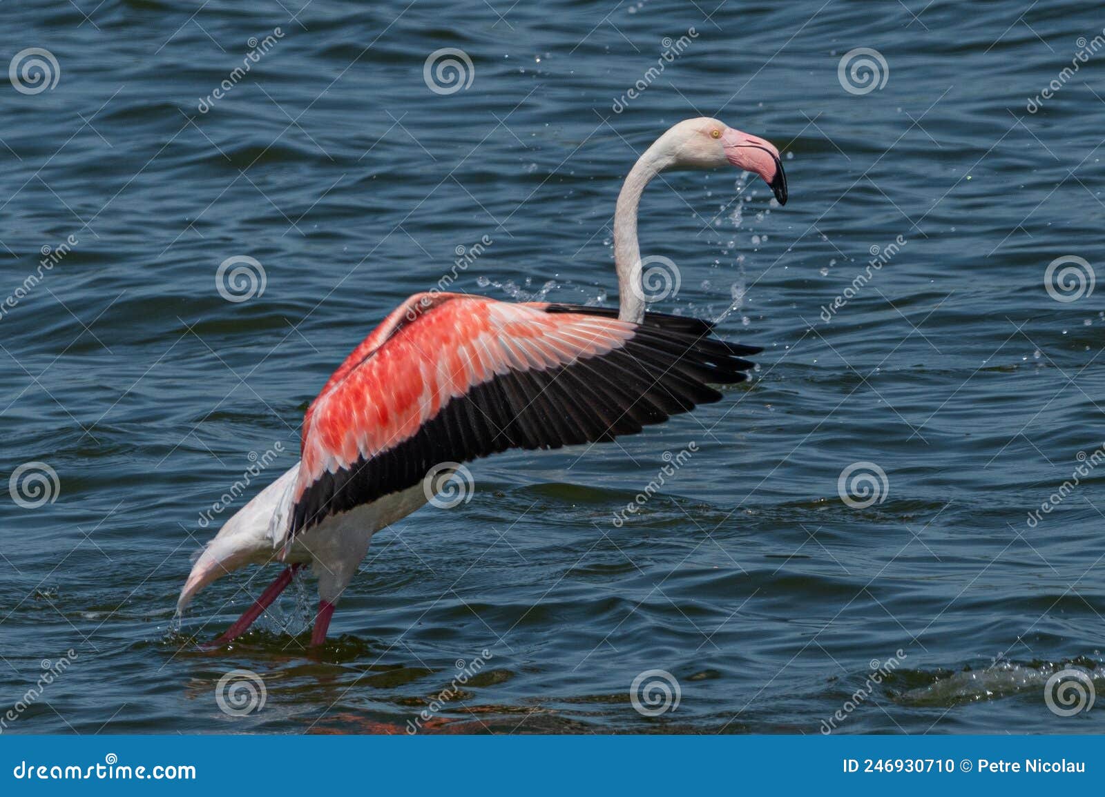 Flamingo taking off stock photo. Image of water, wildlife - 246930710
