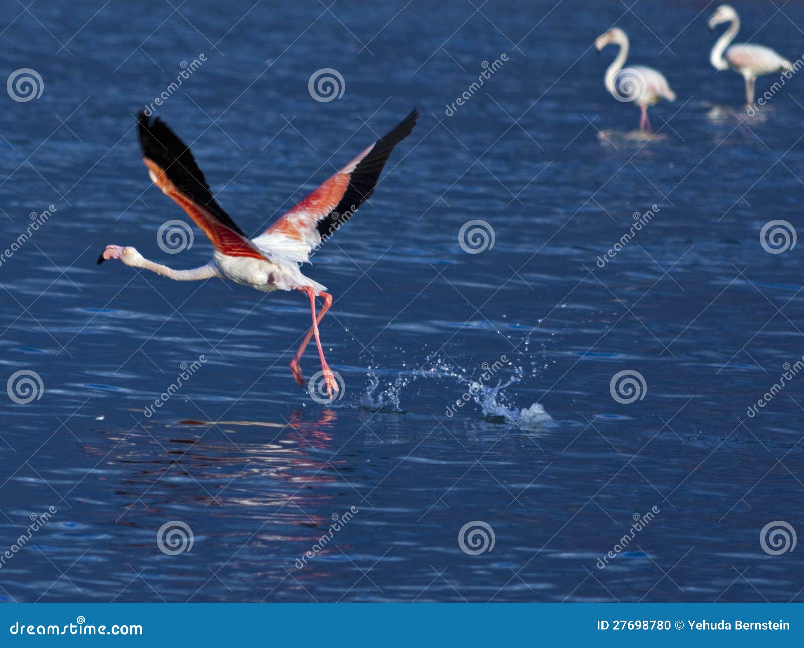 Flamingo taking off stock photo. Image of running, water - 27698780