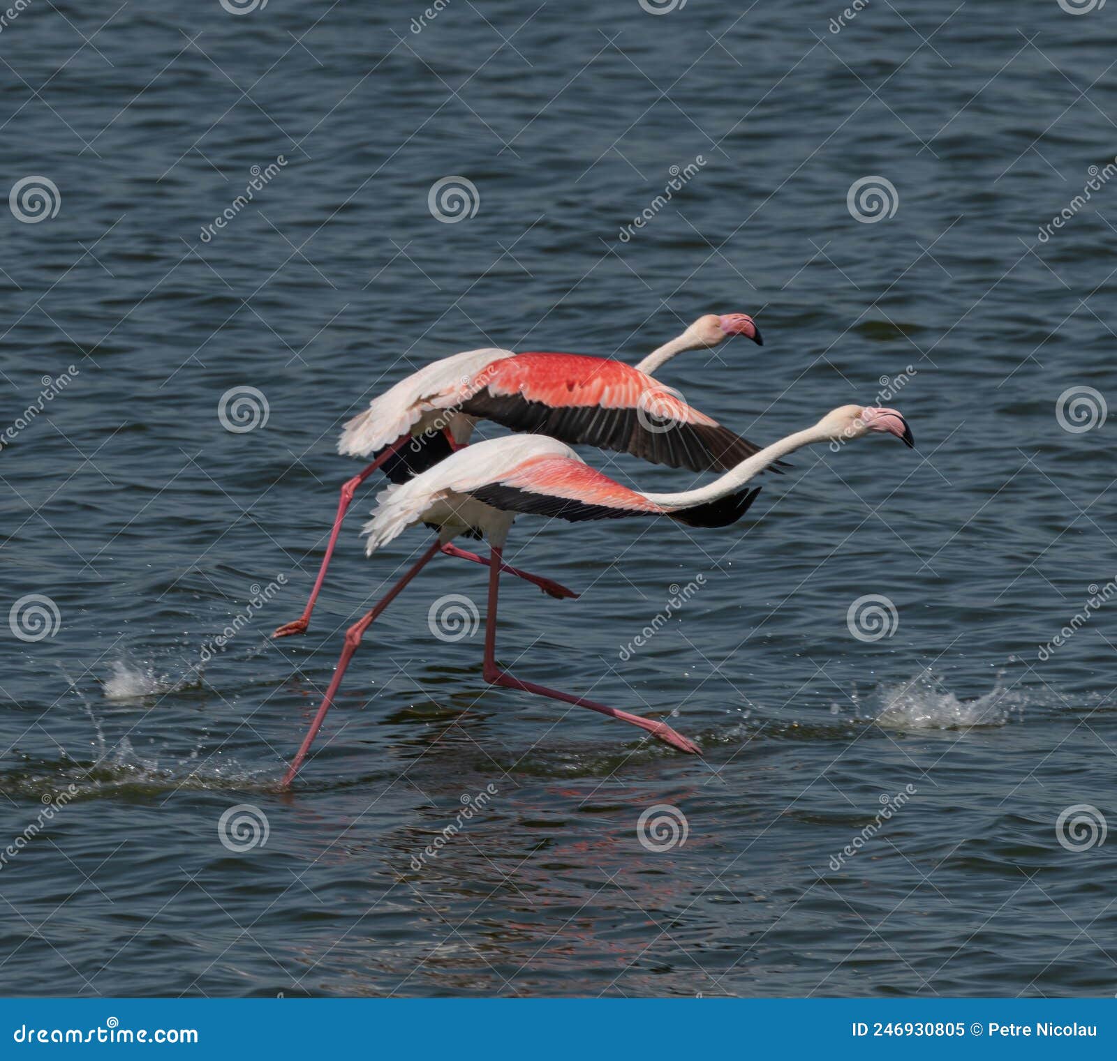 Flamingo taking off stock image. Image of action, wildlife - 246930805