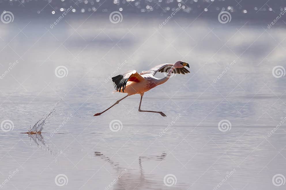 Flamingo Taking Off on the Laguna Colorada Stock Photo - Image of chile ...