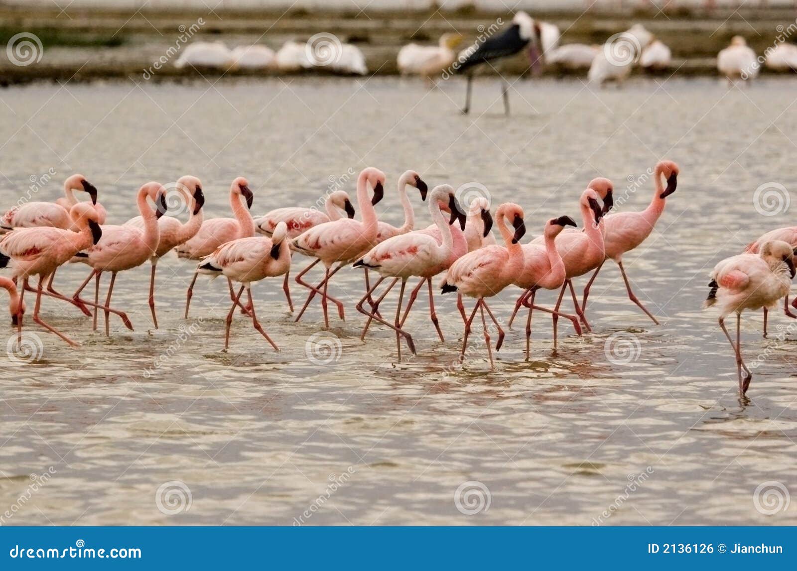 Flamingo team stock photo. Image of team, pink, nakuru - 2136126