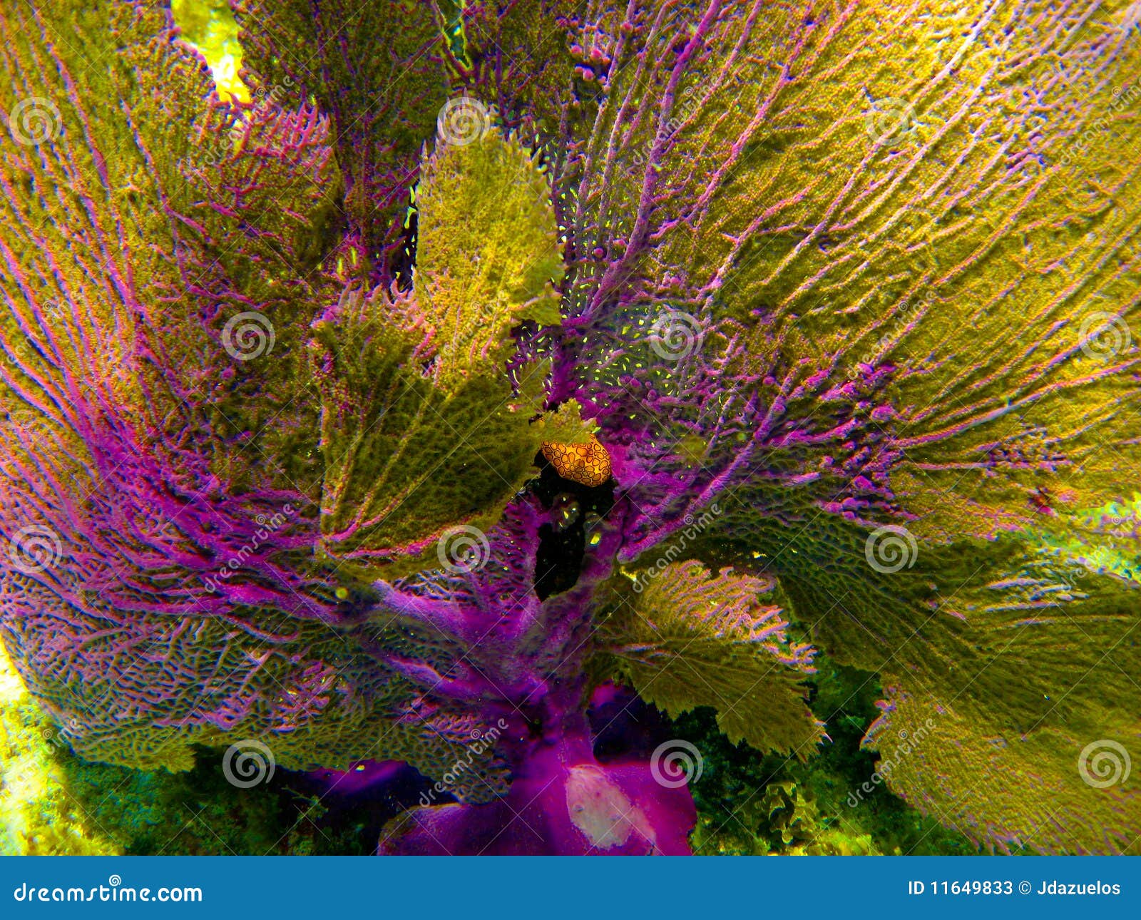 Flamingo tongue shell stock image. Image of scuba, coral - 11649833