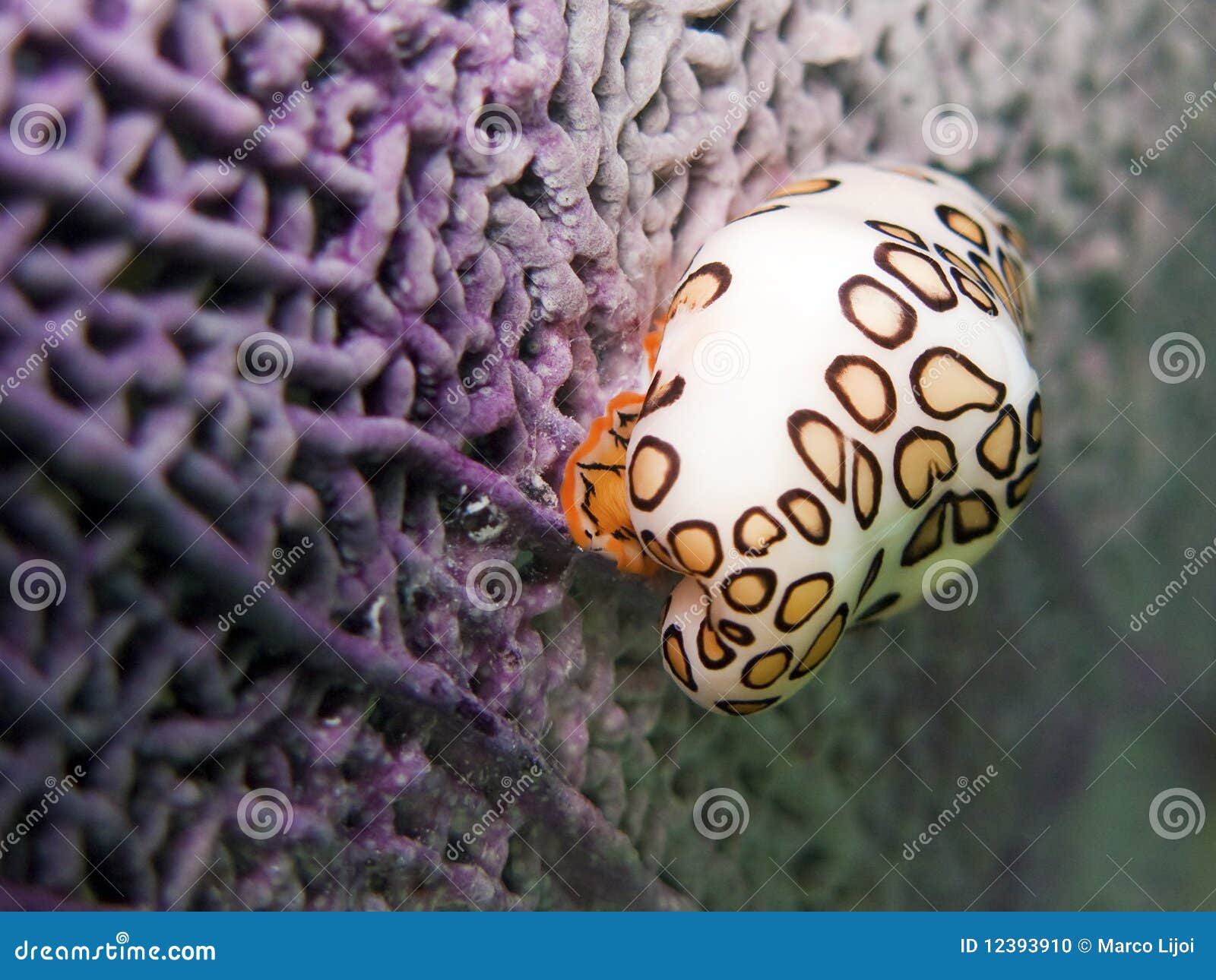 Flamingo Tongue Snail stock photo. Image of polynesia - 12393910