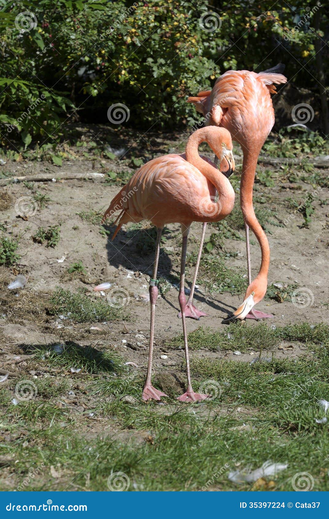 Flamingo stock photo. Image of group, wading, flock, wildlife - 35397224