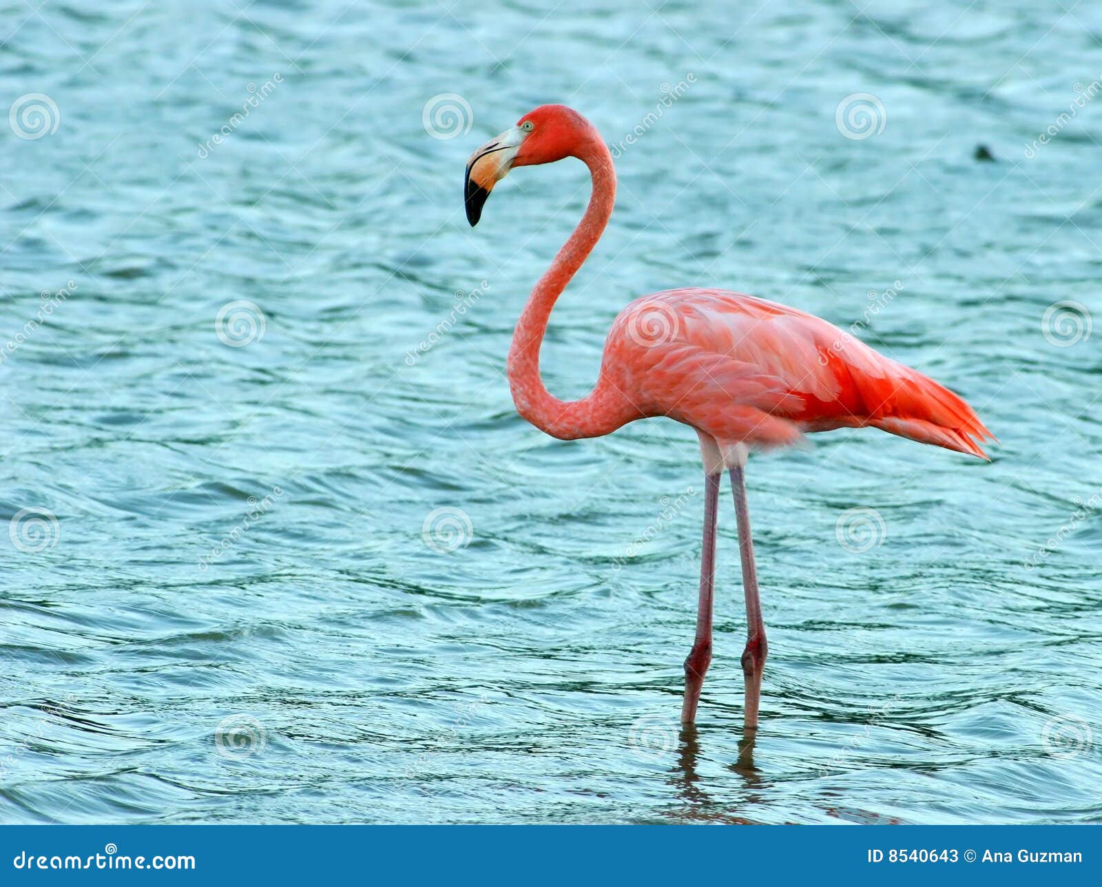 Flamingo visiting stock image. Image of animals, flamingo - 8540643